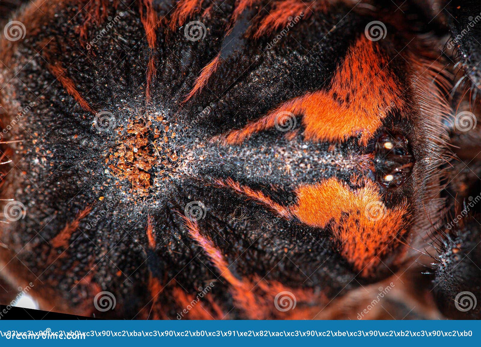 Tarantula Xenesthis Immanis Top View. Spider Close-up Isolate Stock ...