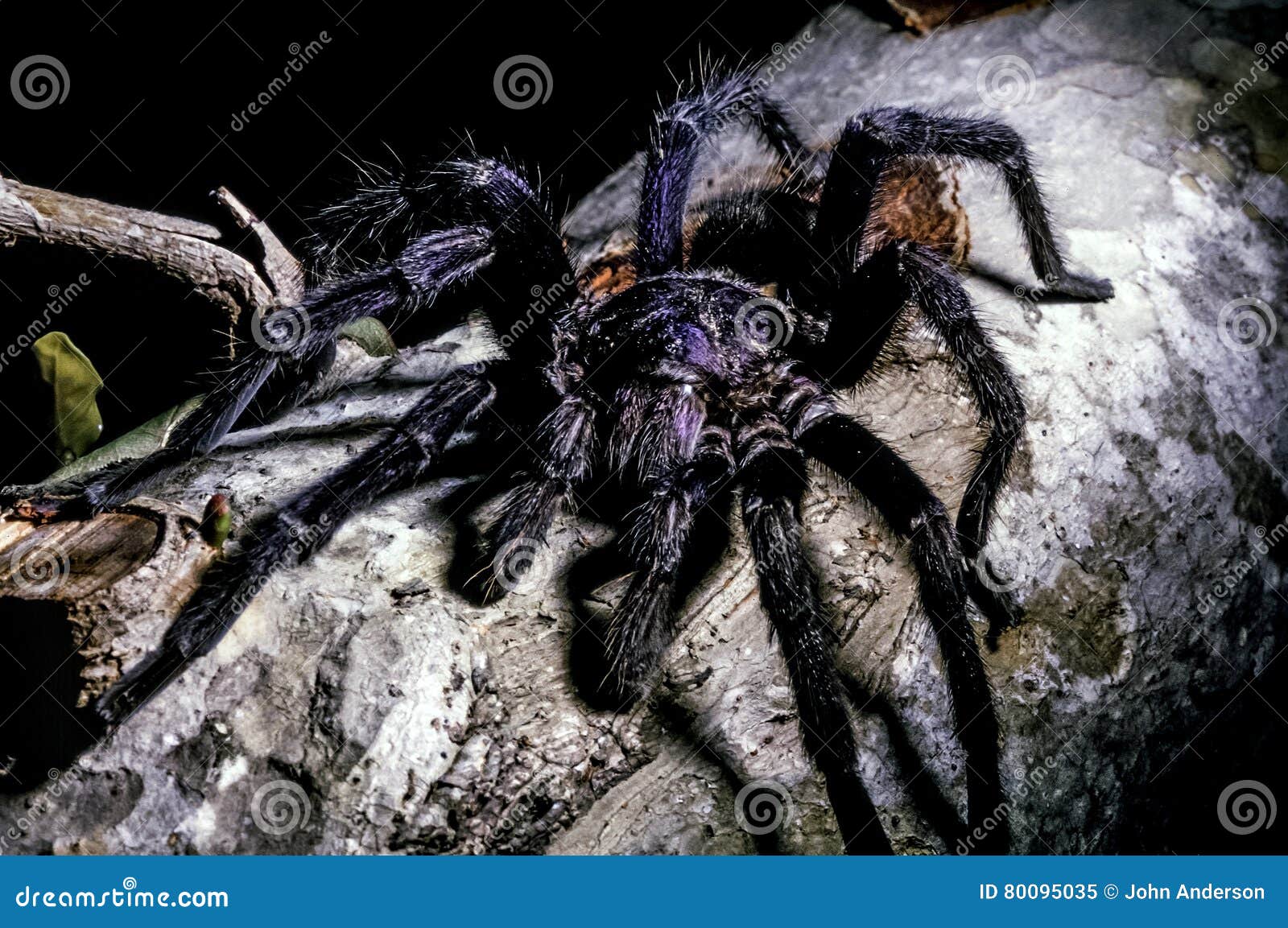 Tarantulas Hairy Arachnids Stock Image Image Of Spider Central