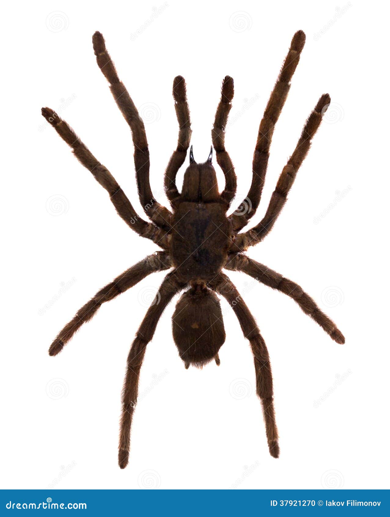 Tarantulaspin. Geïsoleerd Over Wit Stock Foto - Image of vogelspinnen ...