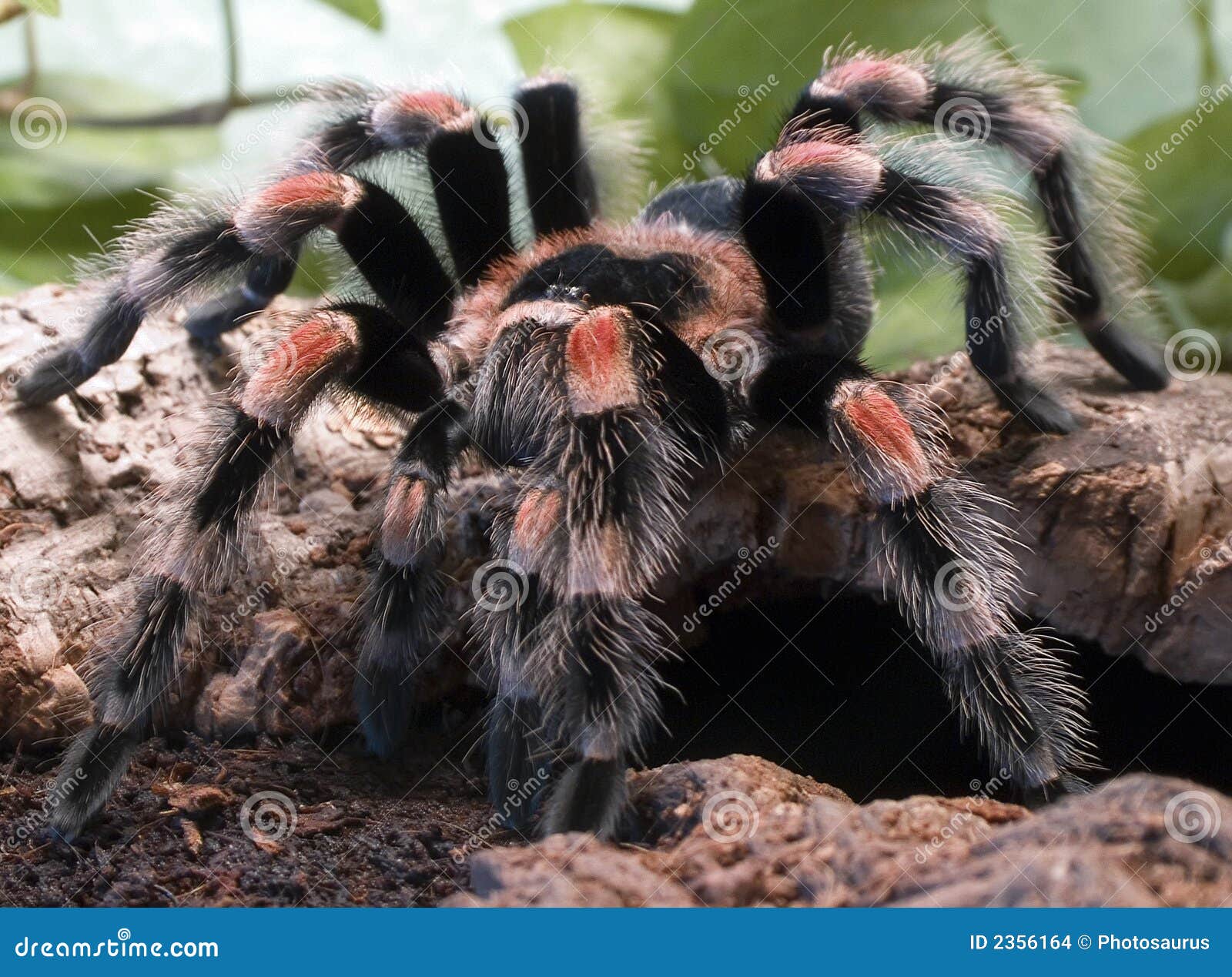 Tarantulaspinne stockfoto. Bild von fahrwerkbeine, kriechen - 2356164