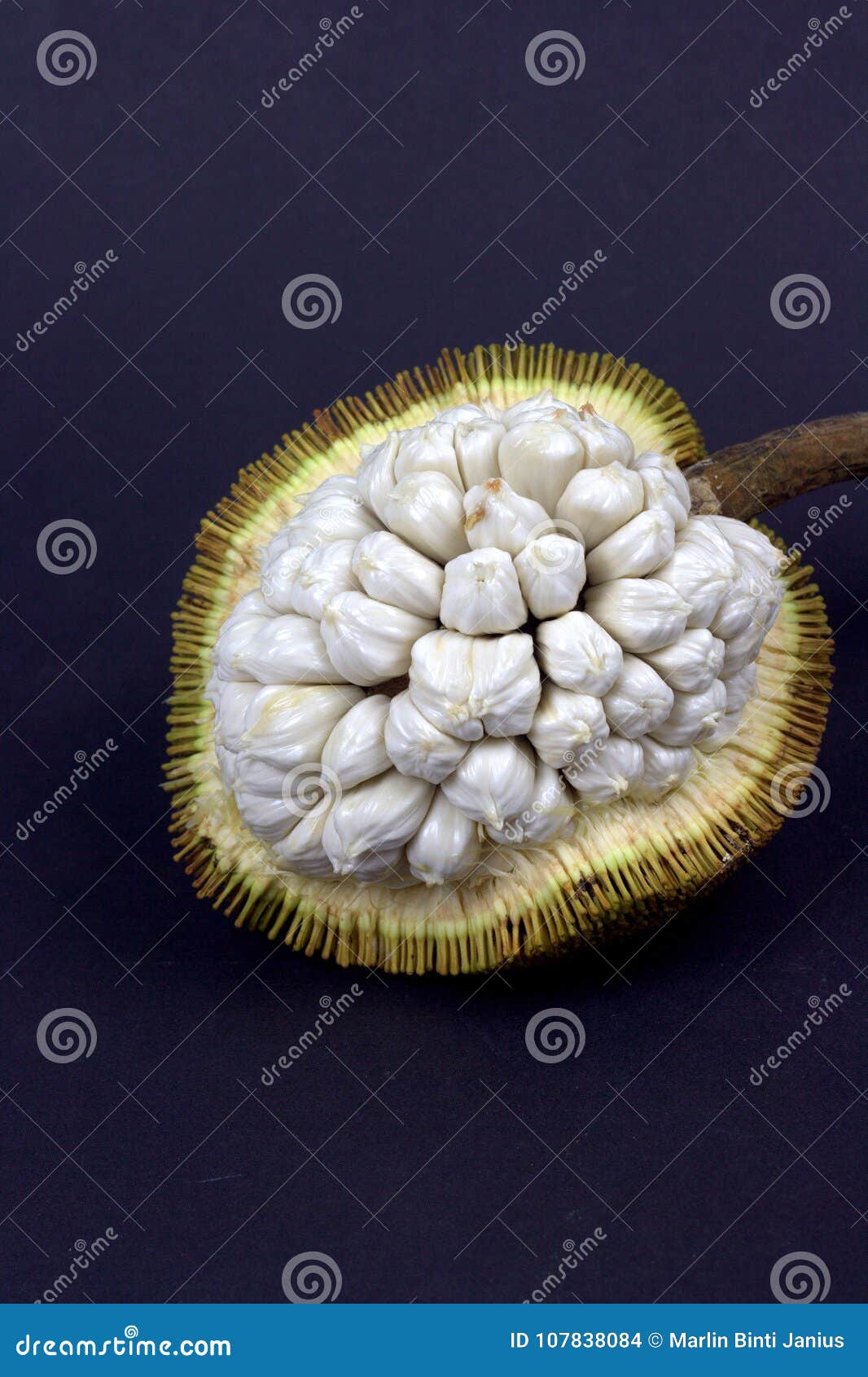Tarap local borneo fruit stock photo. Image of borneo - 107838084