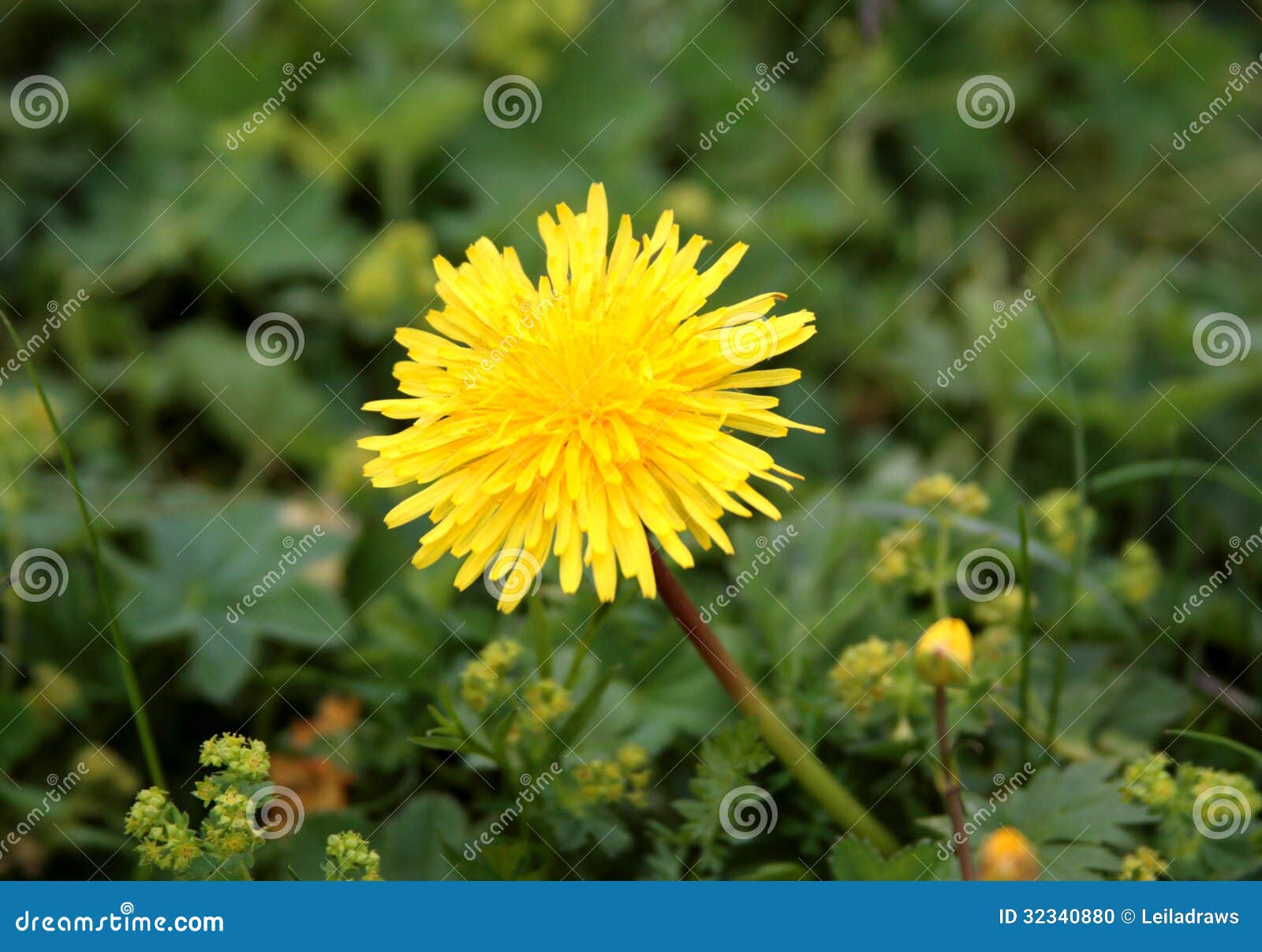 Taraxacum foto de archivo. Imagen de macro, flora, viento - 32340880