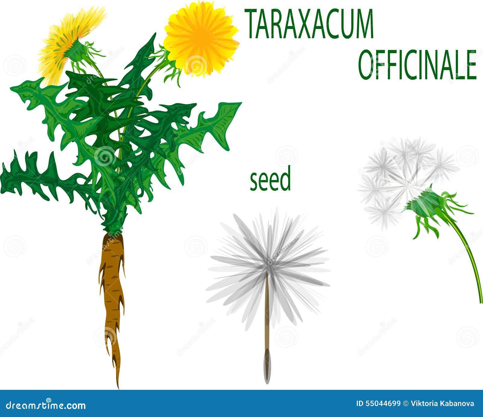 Taraxacum Officinale Root