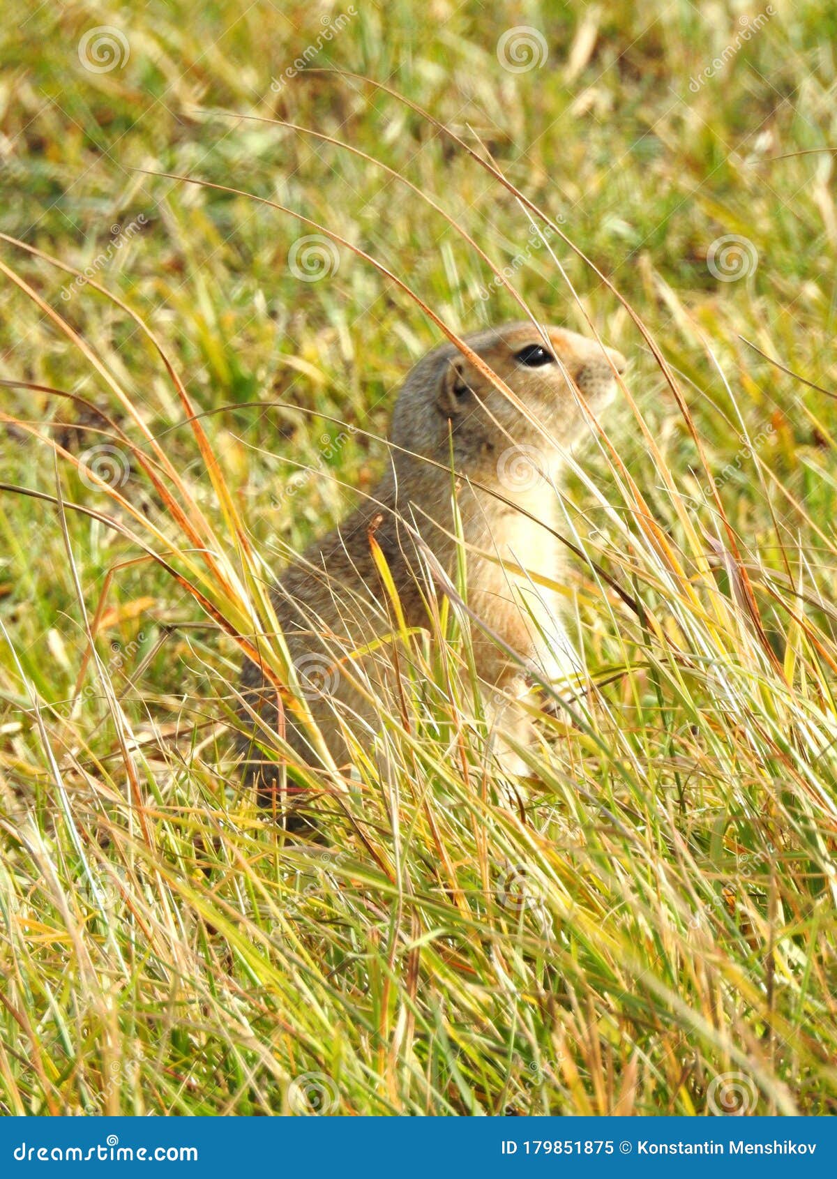 Tarbagan. the Tarbagan or Mongolian or Siberian Marmot. Stock Image ...