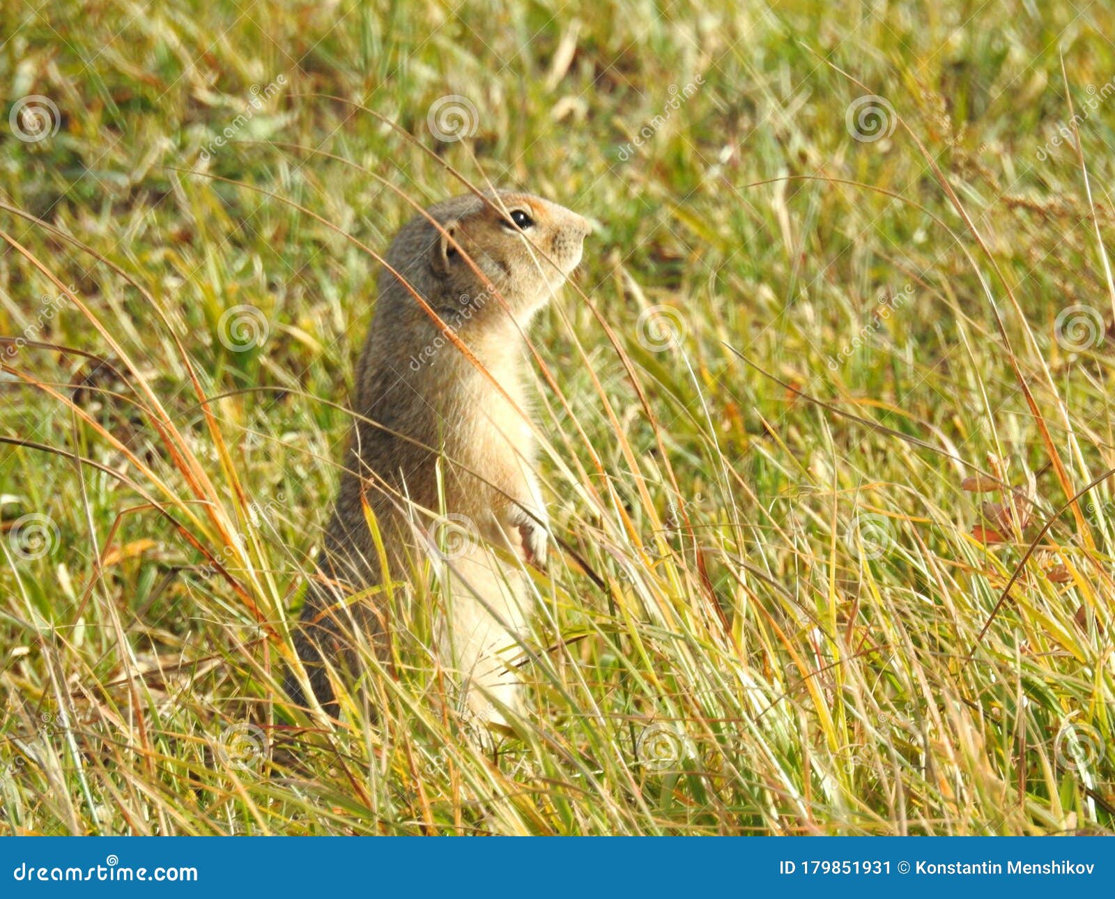 Tarbagan. the Tarbagan or Mongolian or Siberian Marmot. Stock Image ...