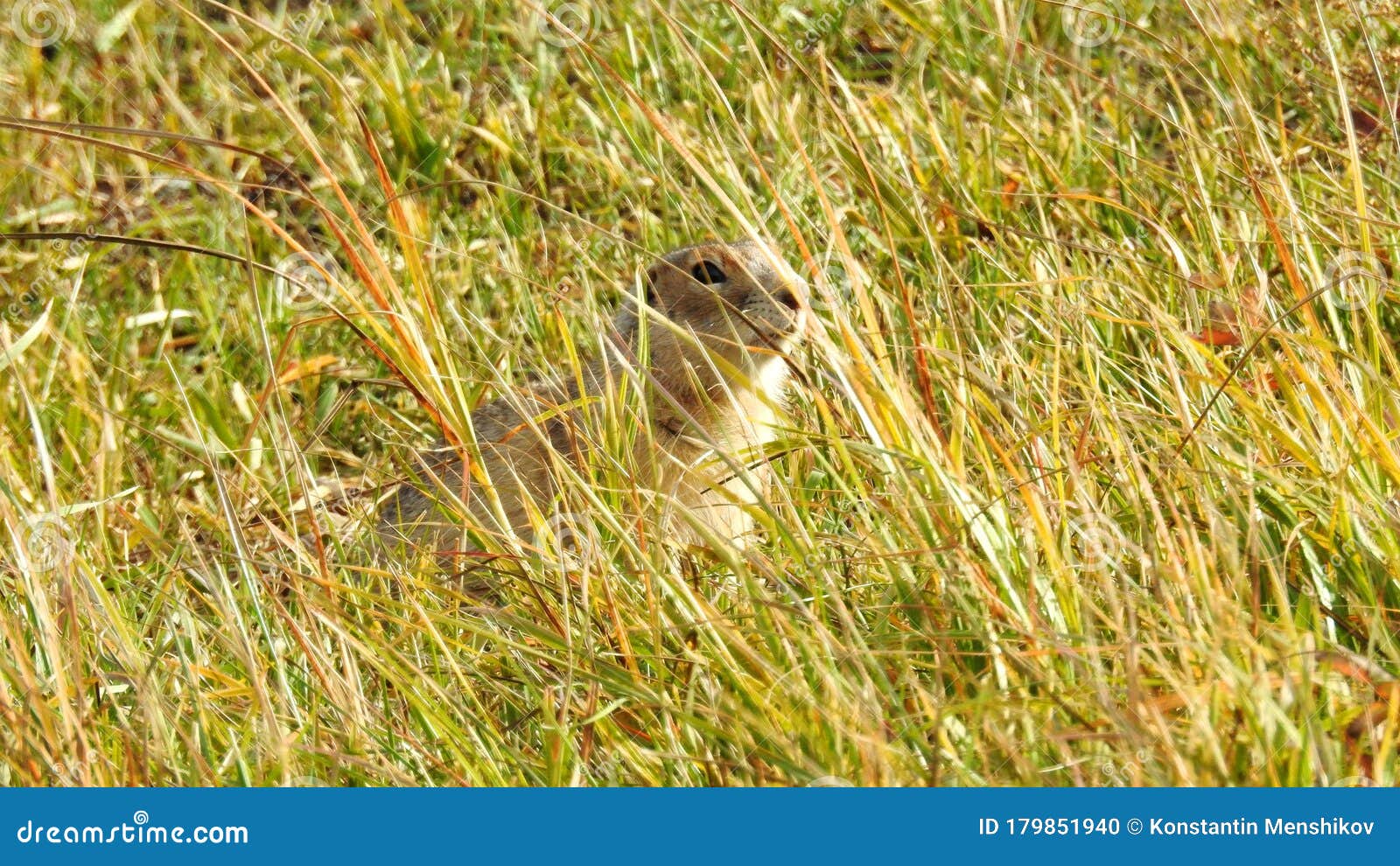 Tarbagan. the Tarbagan or Mongolian or Siberian Marmot. Stock Photo ...