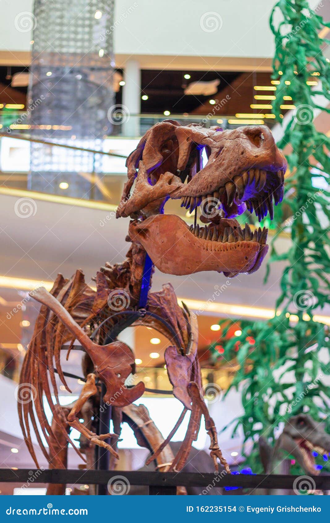 Tarbosaurus Animal Dinosaurs Teeth Jurassic Predator Jaws Skeleton ...