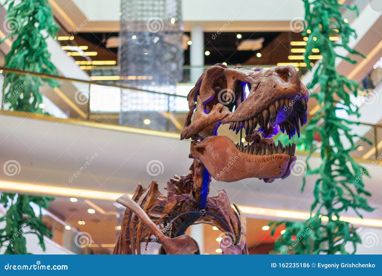 Tarbosaurus Animal Dinosaurs Teeth Jurassic Predator Jaws Skeleton ... Tarbosaurus Animal Dinosaurs Teeth Jurassic Predator Jaws Skeleton ...