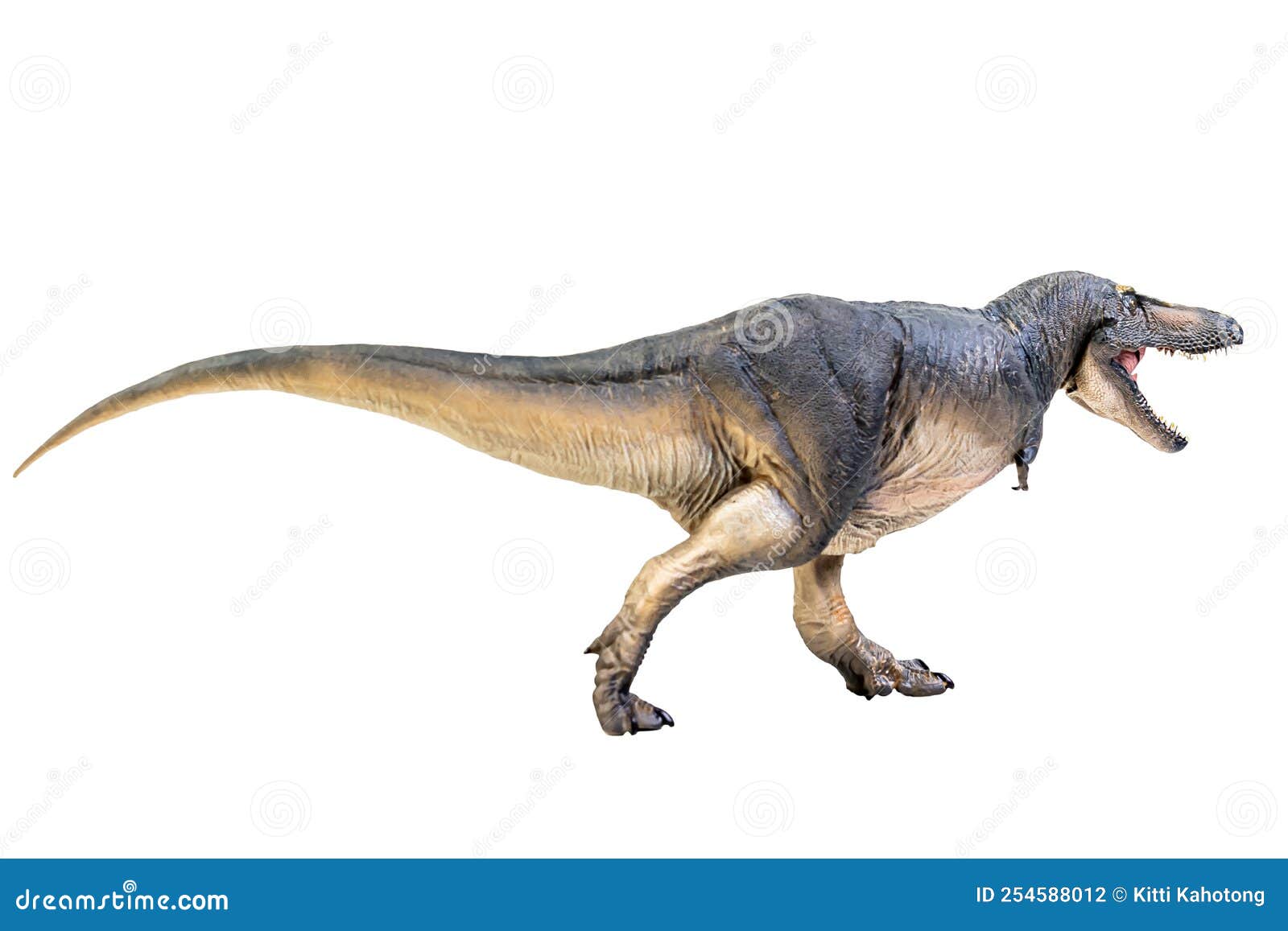 Tarbosaurus Dinosaur on White Isolate Background Clipping Path Stock ...