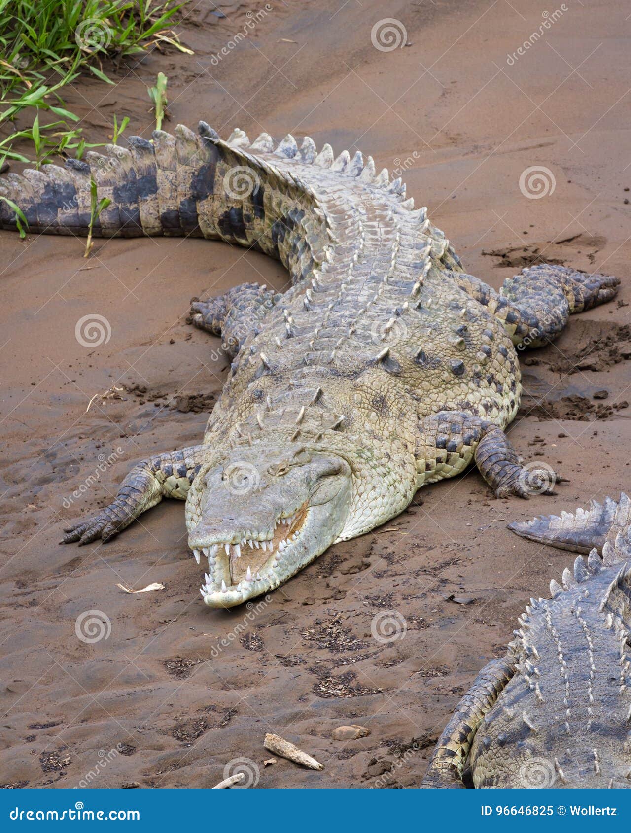 Tarcoles river crocodiles stock image. Image of scenic - 96646825