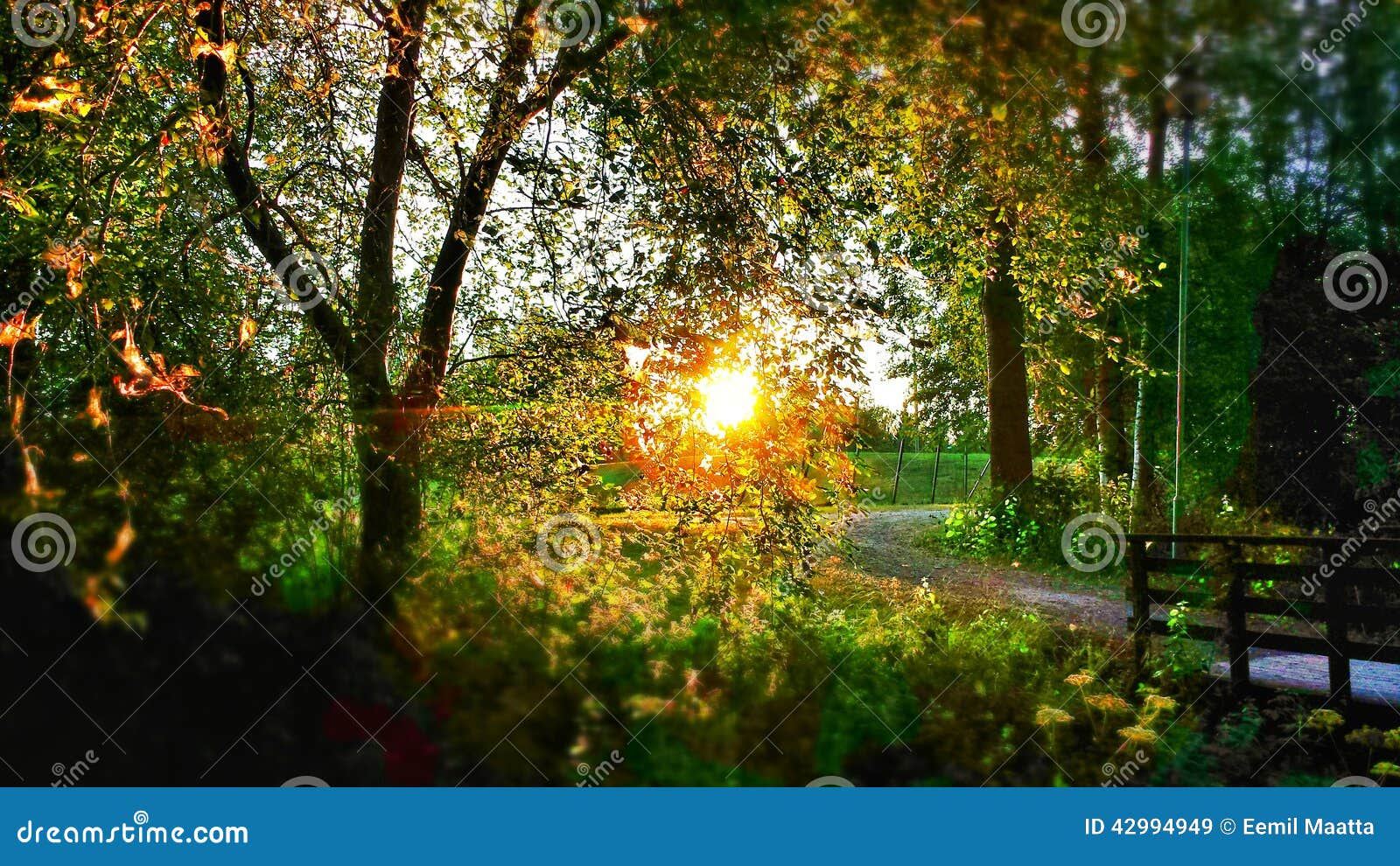 Tarde soleada en bosque imagen de archivo. Imagen de parque - 42994949