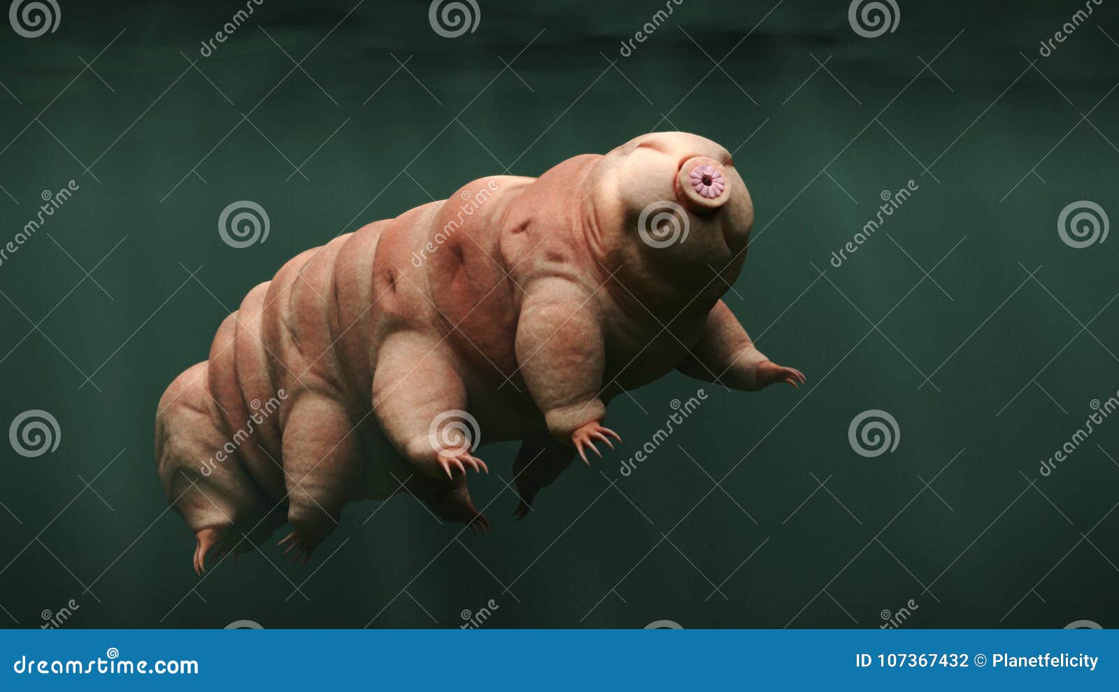 Tardigrade, Swimming Water Bear, Microscopic Extremophile Royalty-Free ...