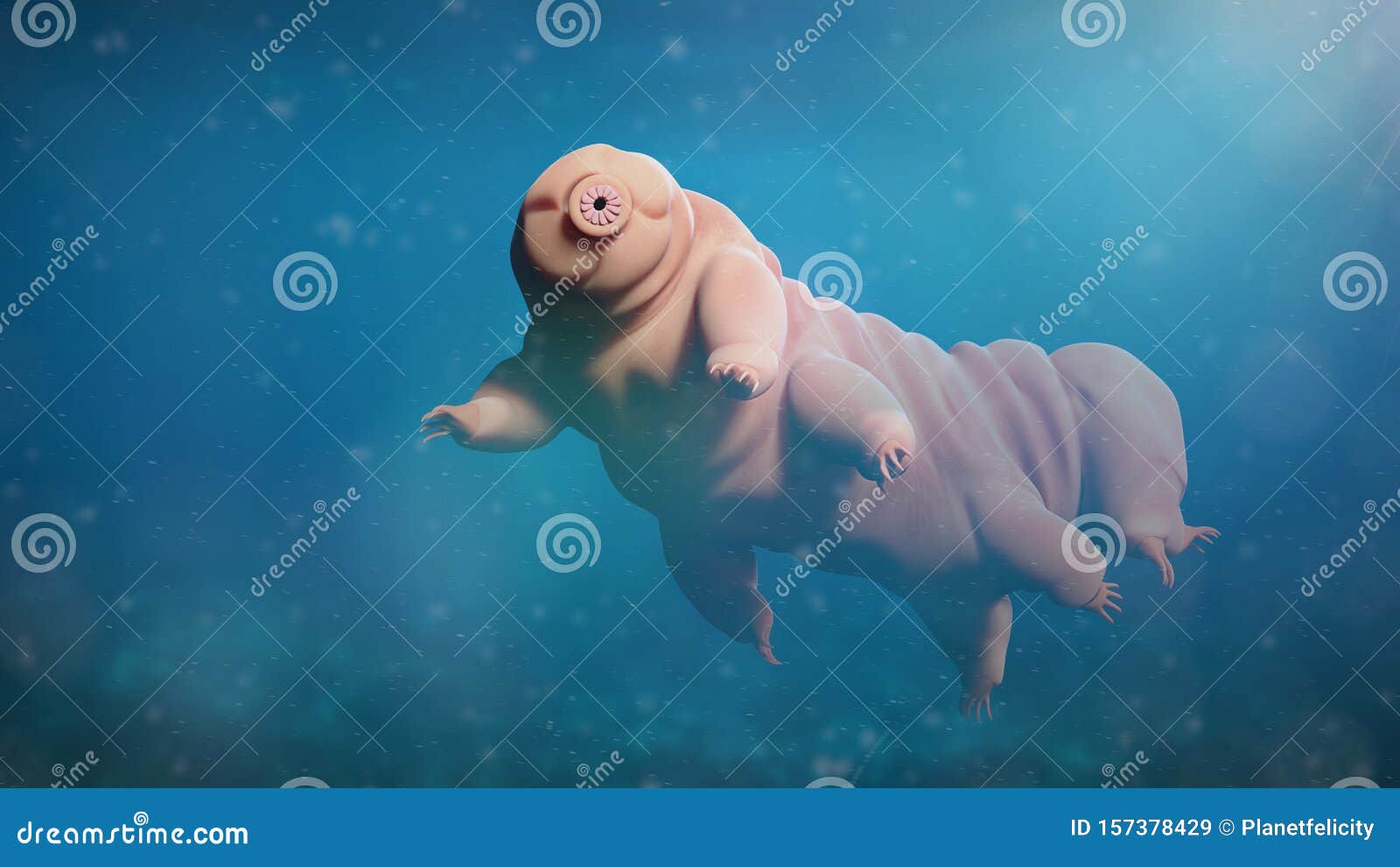 Tardigrade, Swimming Water Bear, Microscopic Extremophile Stock ...