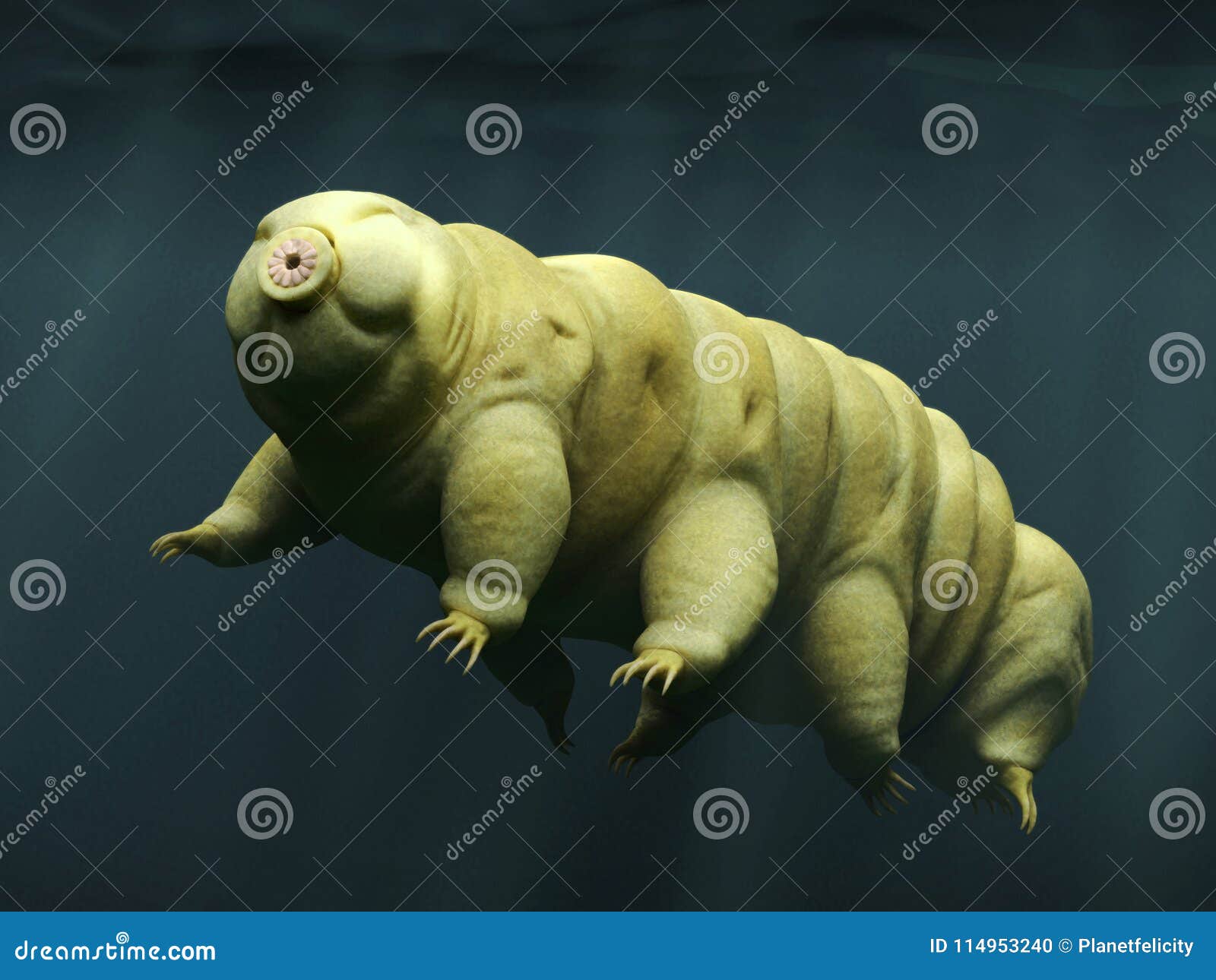 Tardigrade, Swimming Water Bear, Microscopic Extremophile Royalty-Free ...