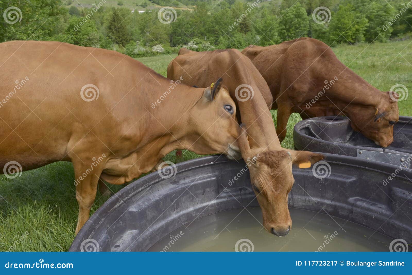 Cows Drinking From A Trough Stock Photography | CartoonDealer.com ...
