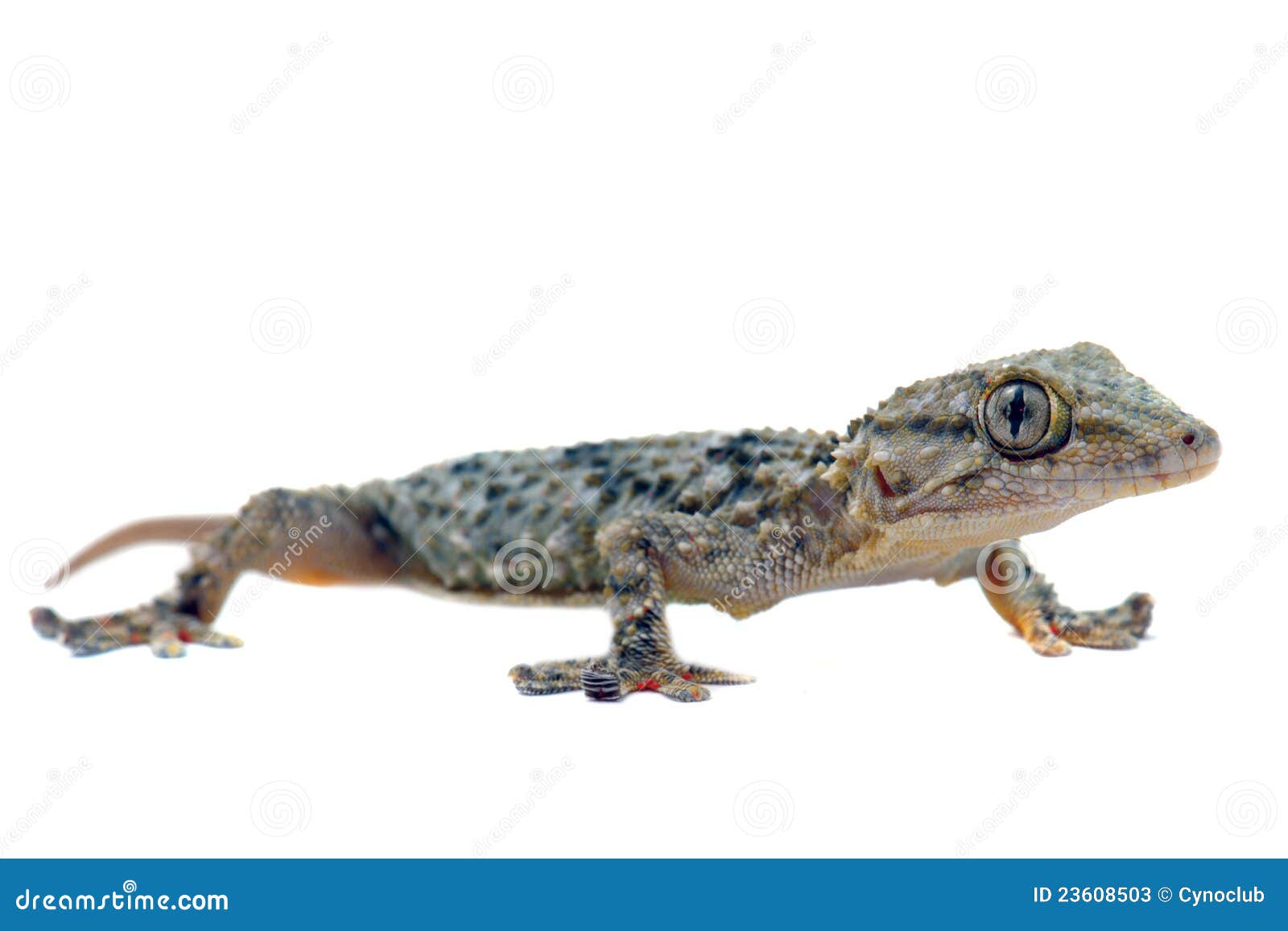 Tarentola Mauritanica, Moorish Wall Gecko, Lizard From Gargano, Italy ...