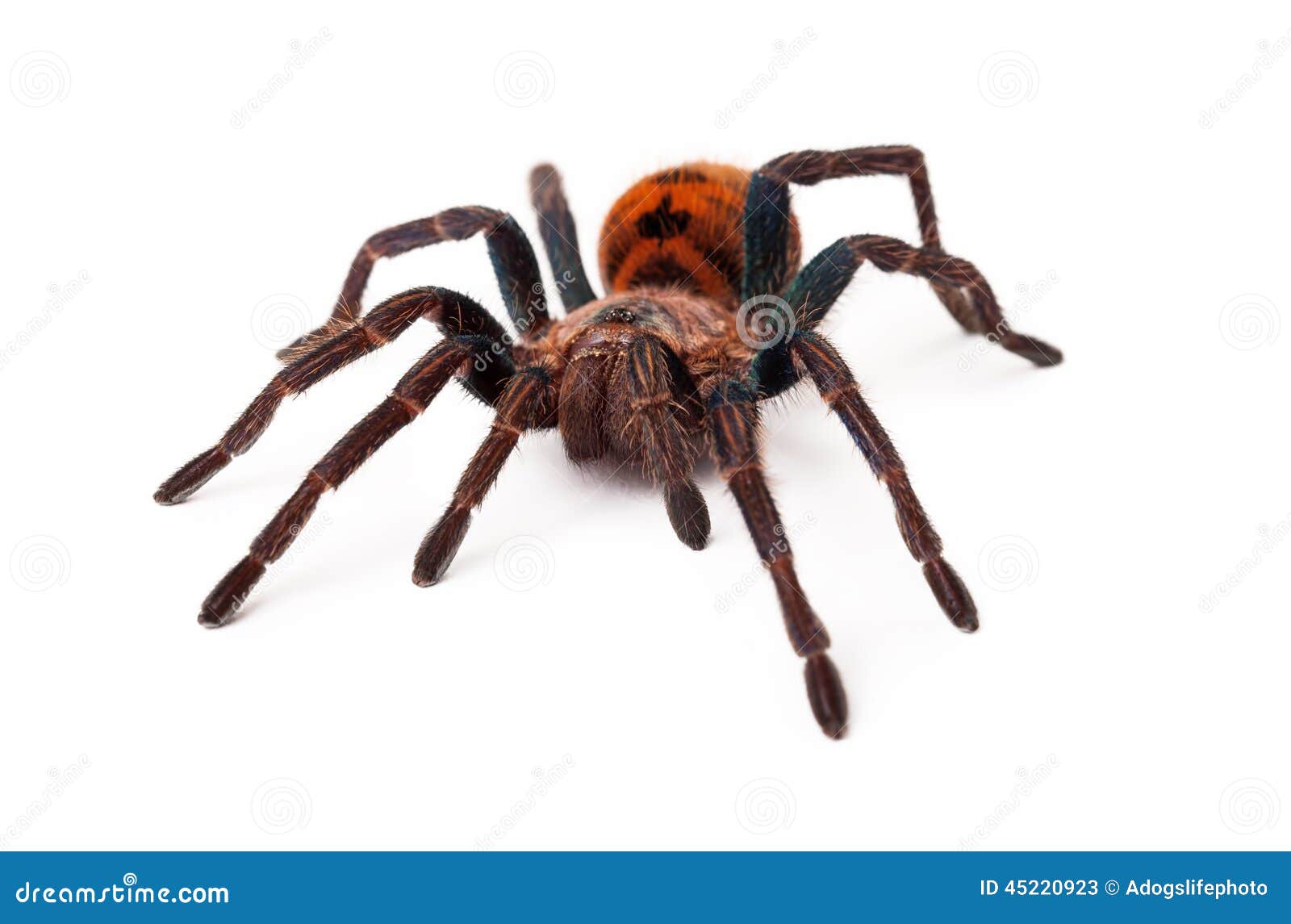 Tarentule Bleue Front View De Greenbottle Image stock - Image du bleu ...