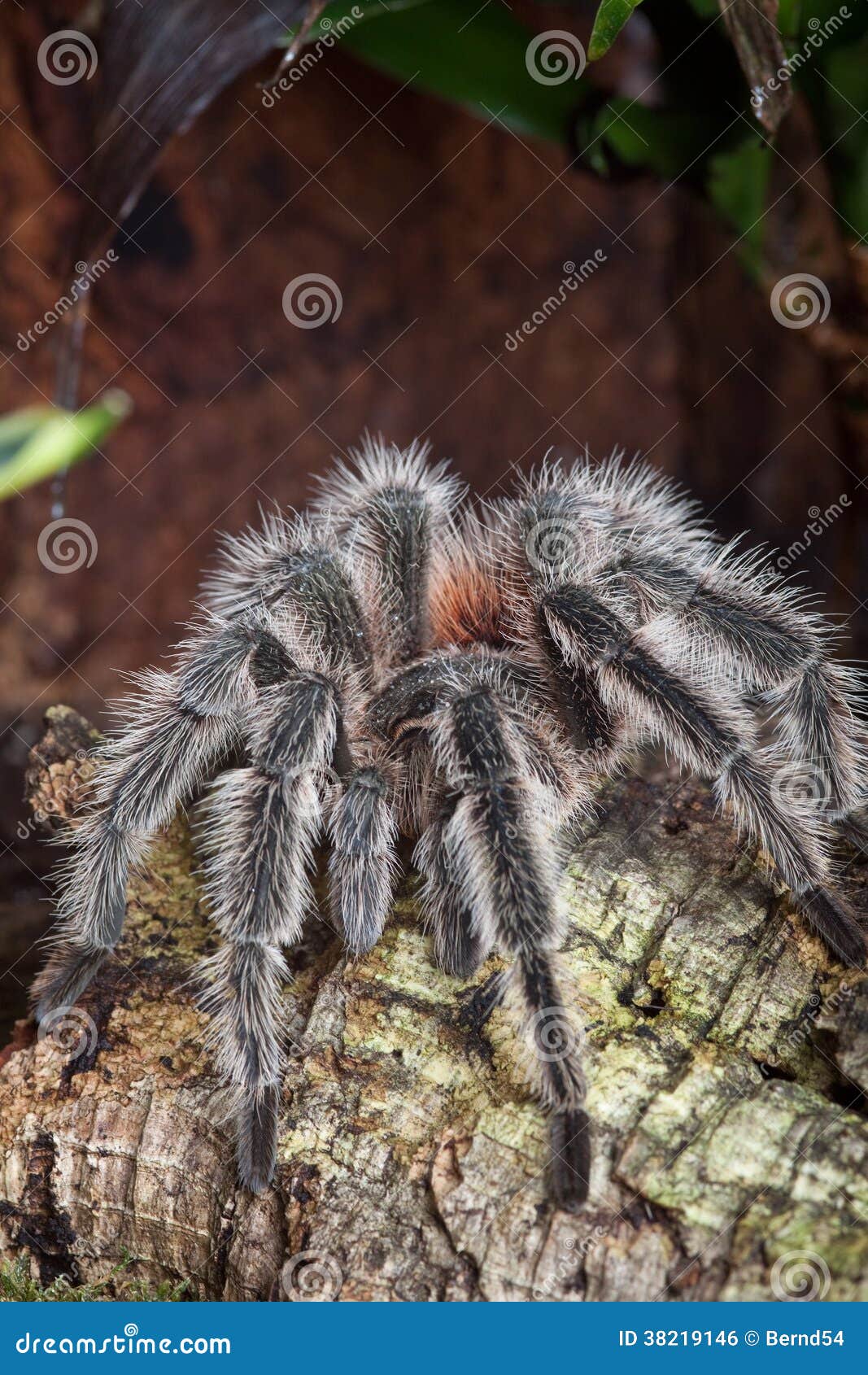 Tarentule Dans Une Mini-serre Photo stock - Image du oiseau, tarentule ...
