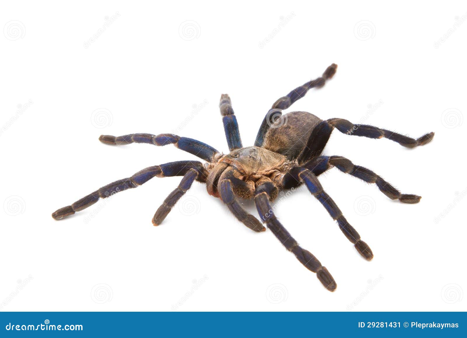 Tarentule De Bleu De Cobalt Image stock - Image du tarentule, rampement ...
