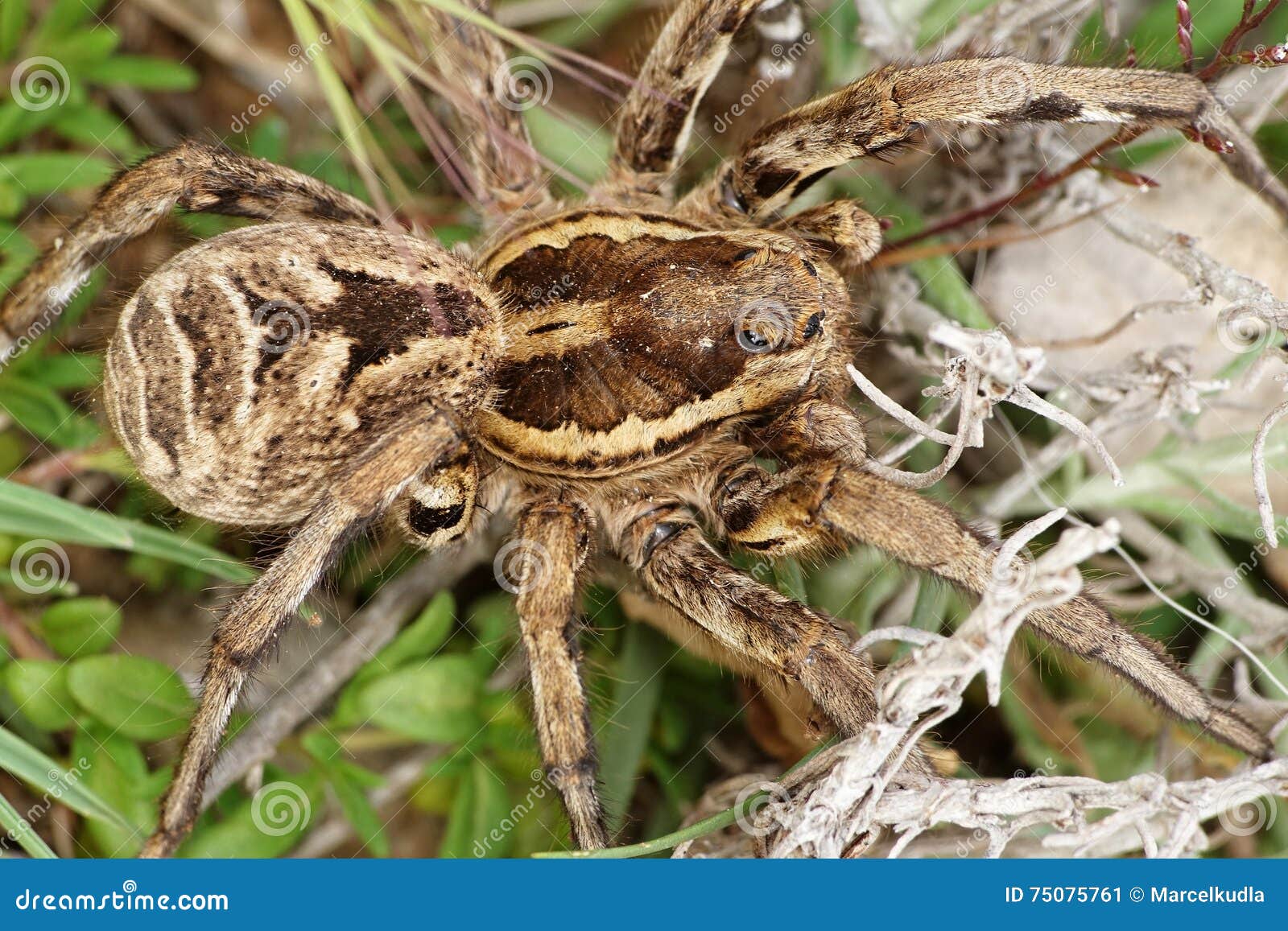 Tarentule de Lycosa image stock. Image du balkans, pierre - 75075761