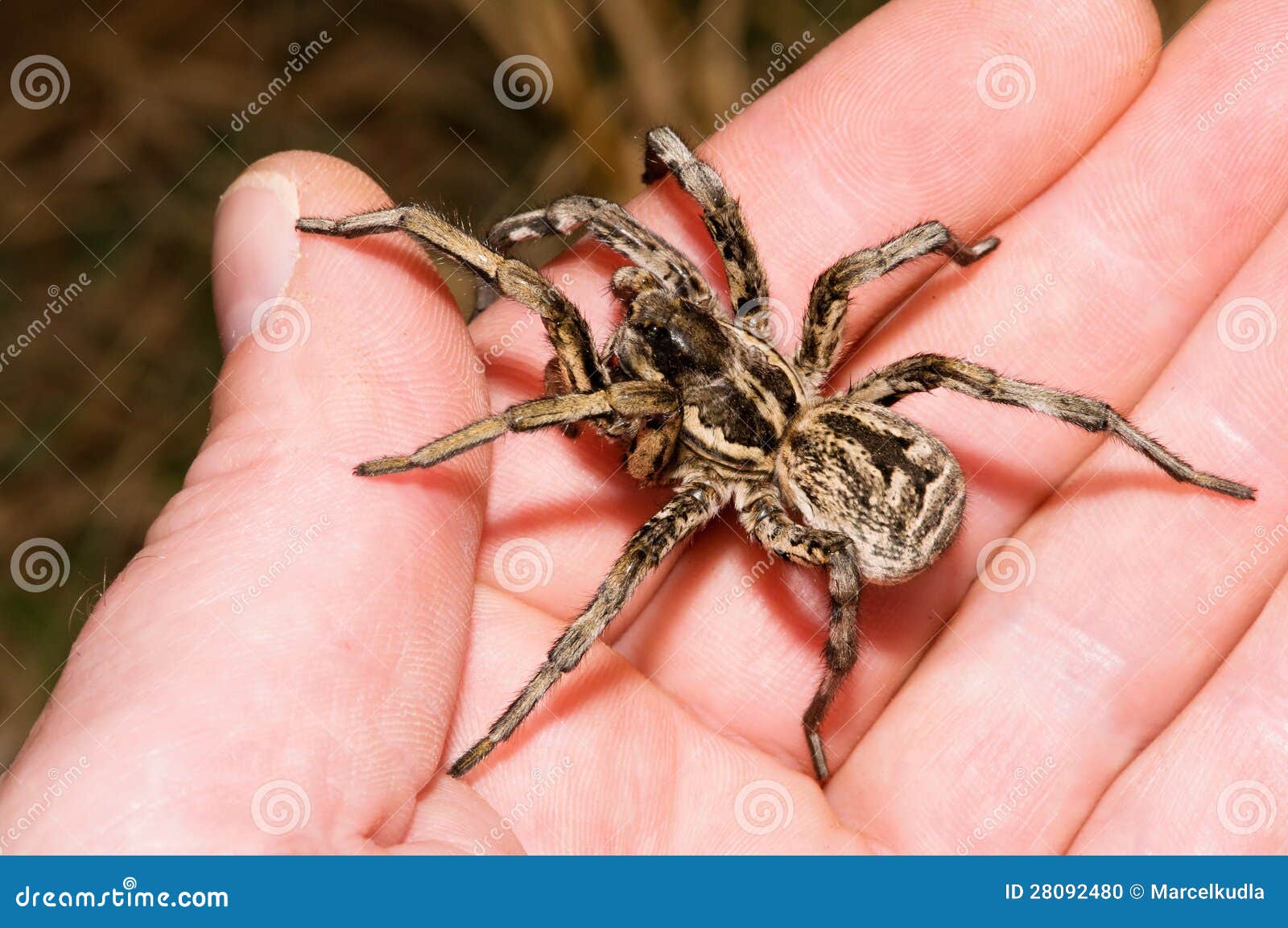 Tarentule De Lycosa En Main Photo stock - Image du européen ...