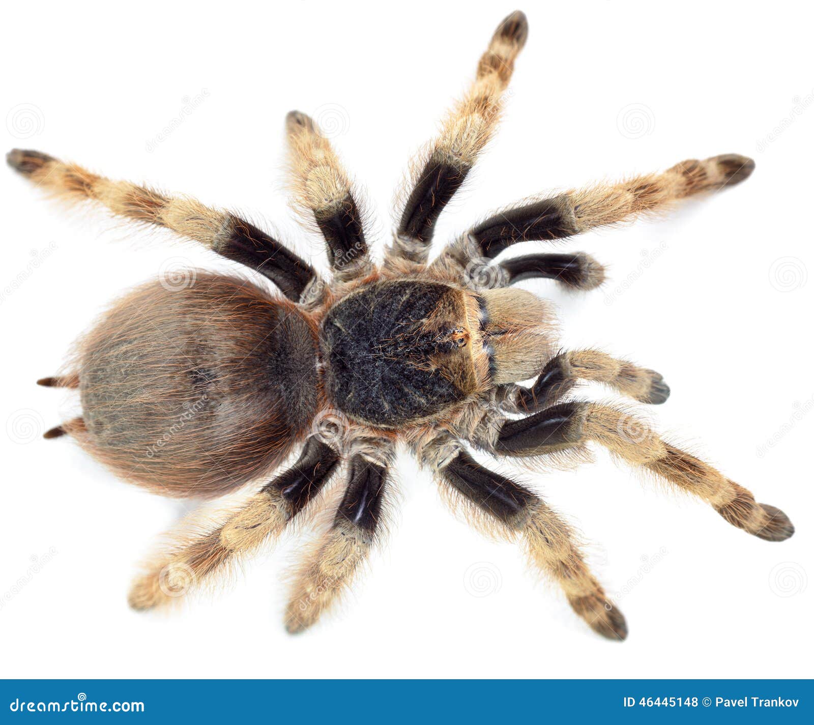 Tarentule de poison photo stock. Image du chitine, crainte - 46445148
