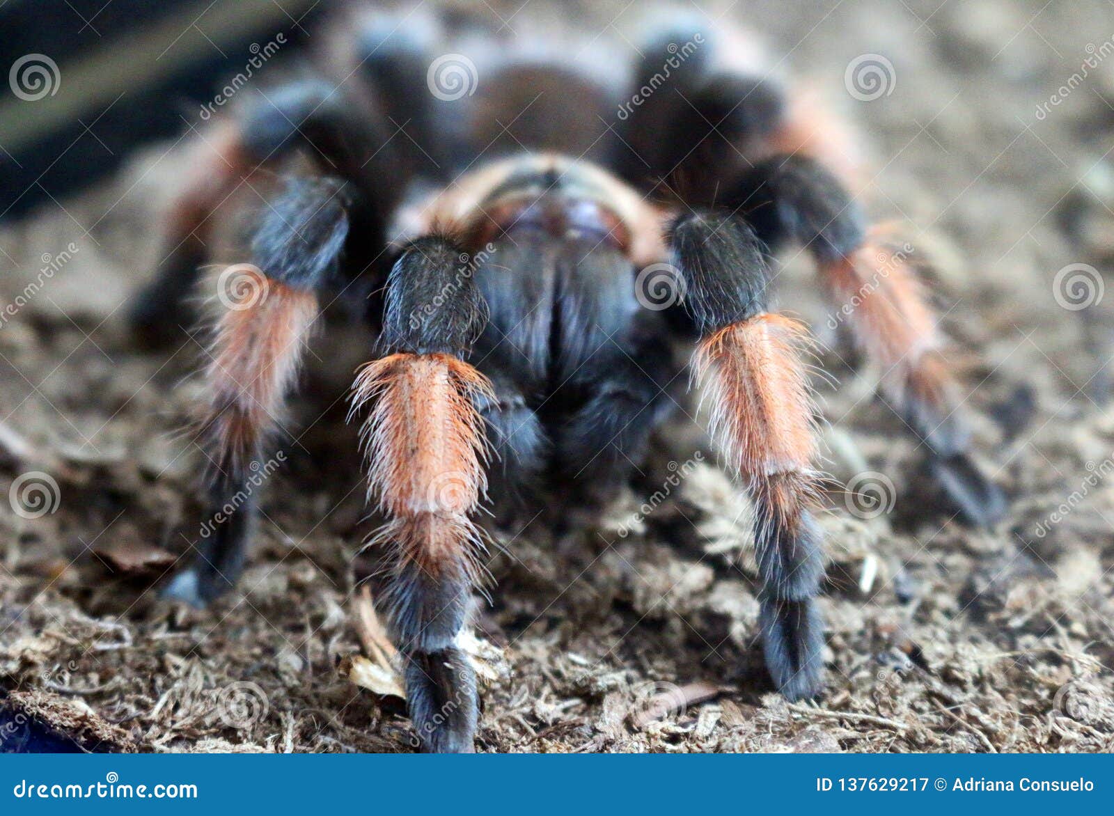 Tarentule De Smithi De Brachypelma Image stock - Image du insectes ...