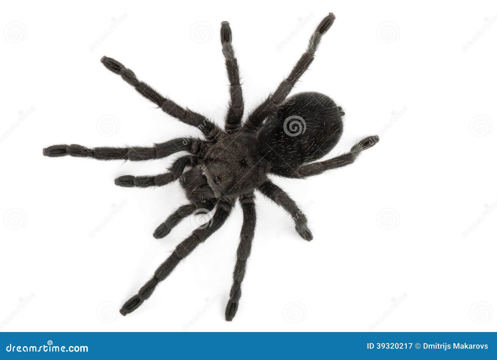 Tarentule Noire Grammostola Pulchra Image stock - Image du faune, velu ...