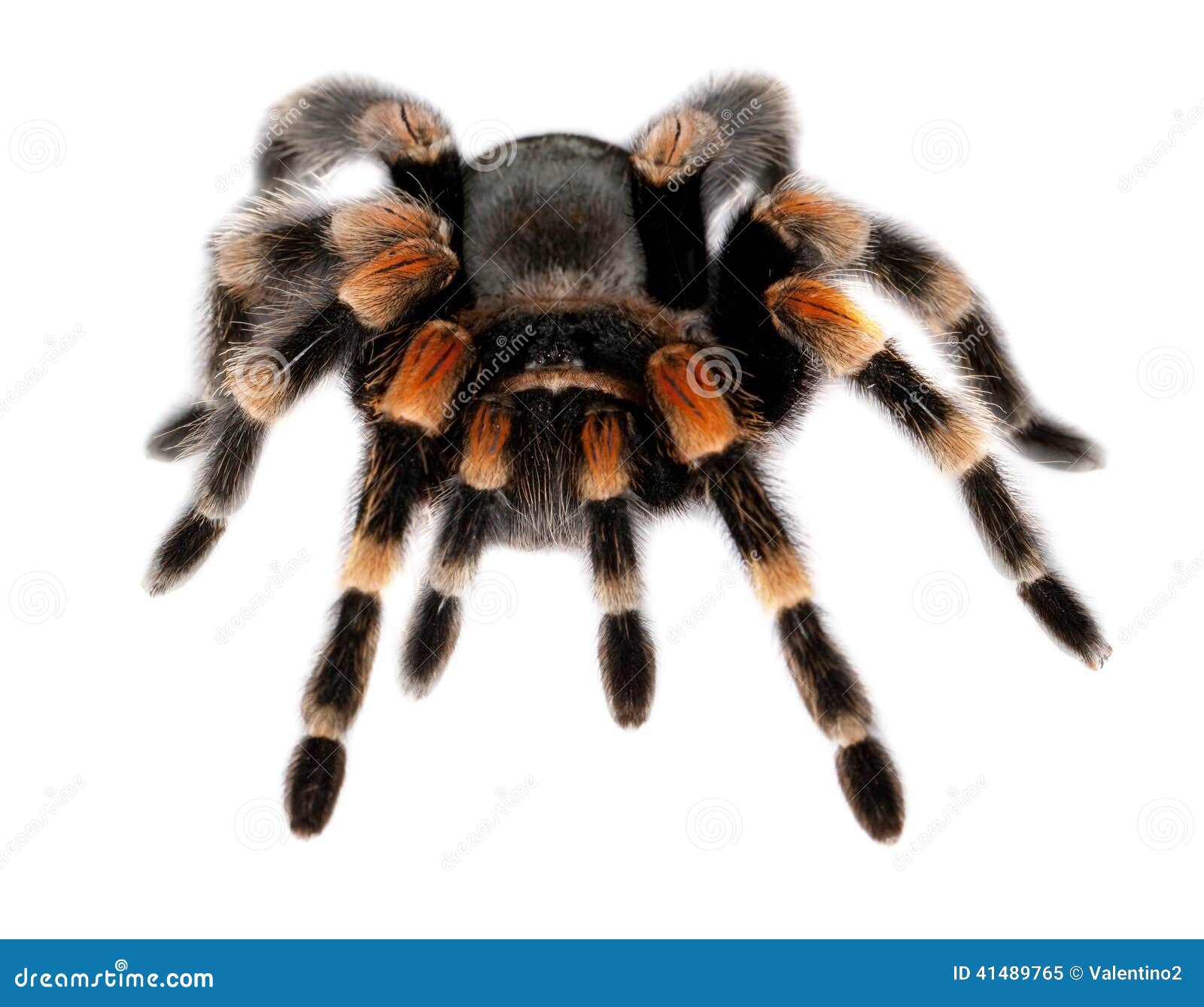 Tarentule Rouge De Genou Photo stock - Image: 41489765