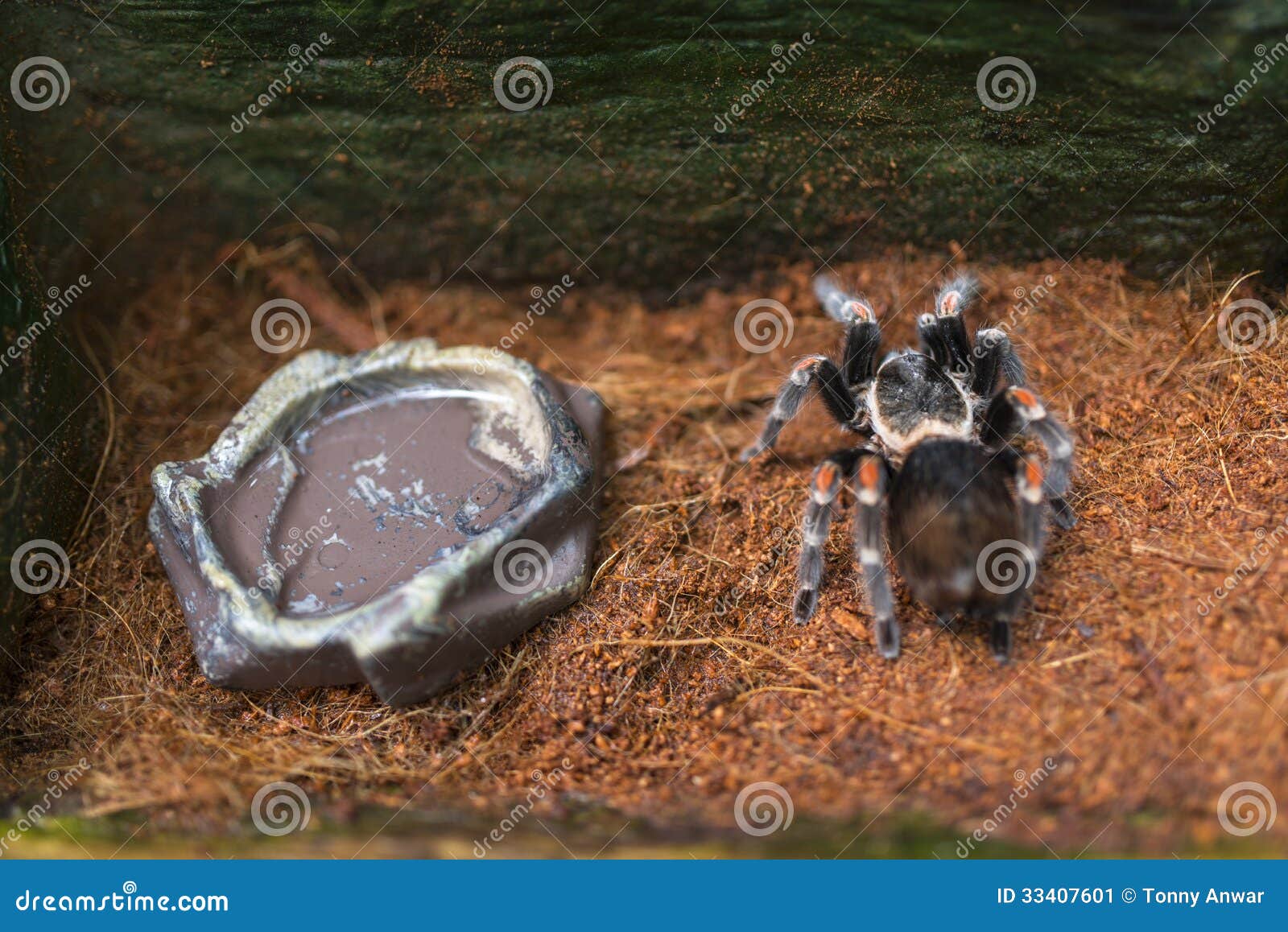 Tarentule Rouge Mexicaine De Genou Image stock - Image du tarentule ...