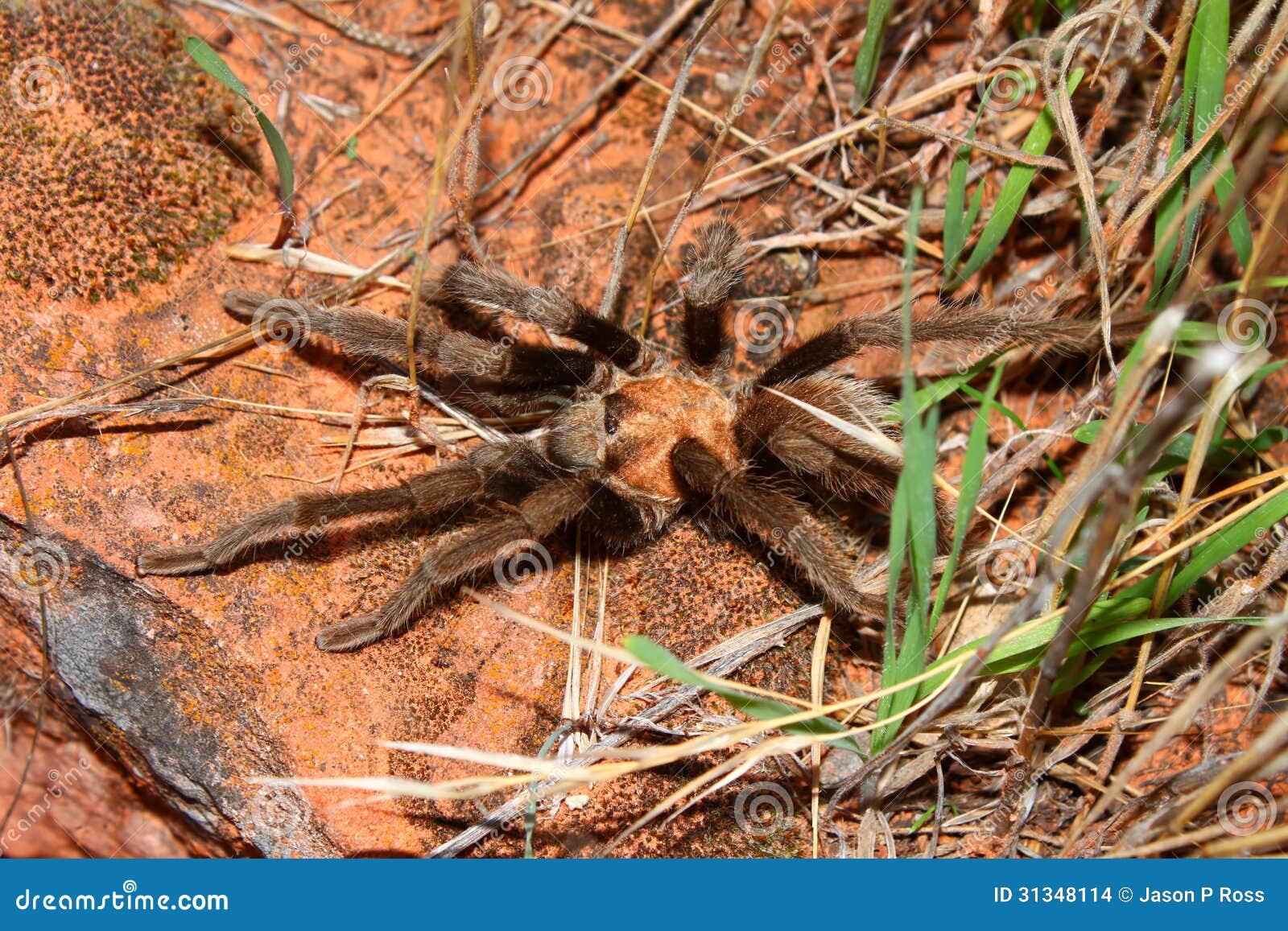 Tarentule Zion National Park Photo stock - Image du désert, arthropode ...
