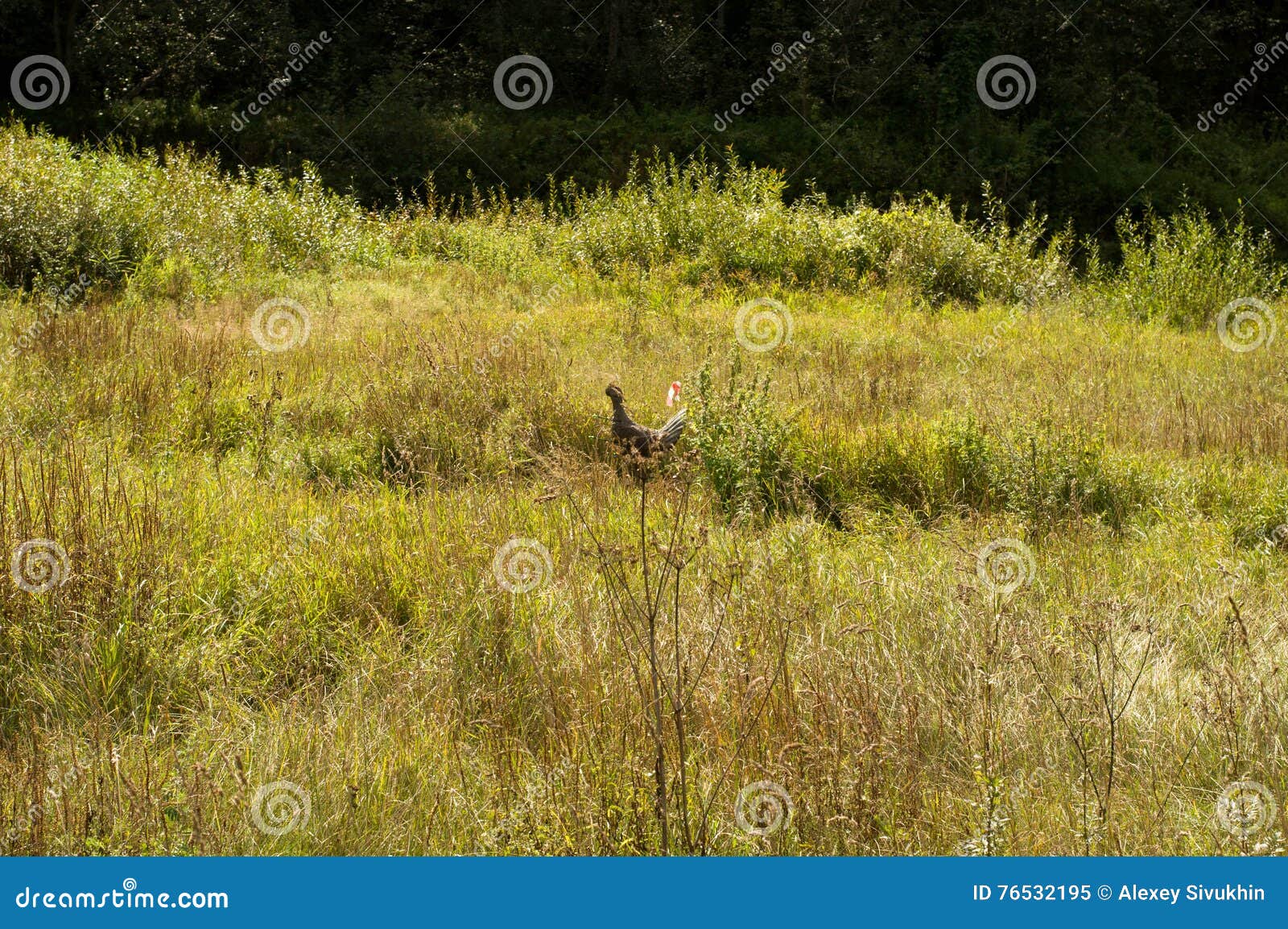 Target bird for archery stock image. Image of shooting - 76532195