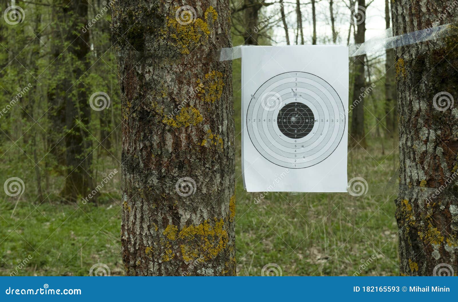 A Target for Shooting is Hanging on a Tree in the Forest Stock Image ...