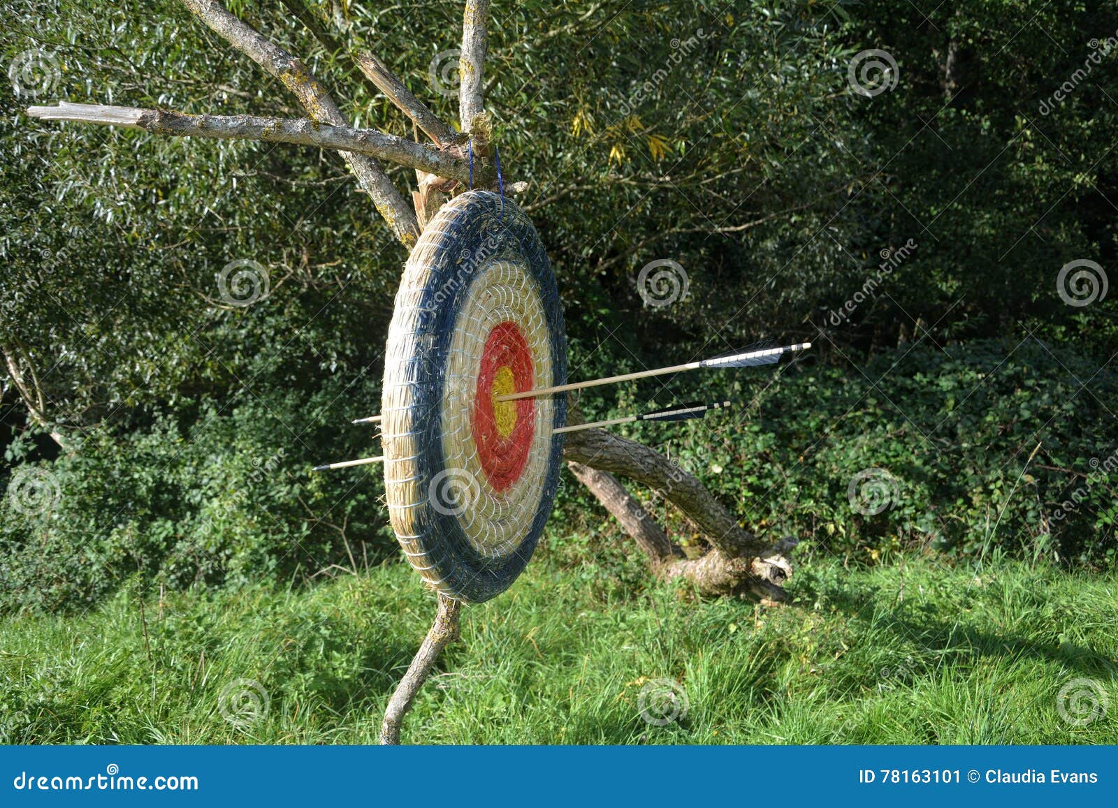 Target of Straw Hanging from the Old Tree Branch with Arrows through ...