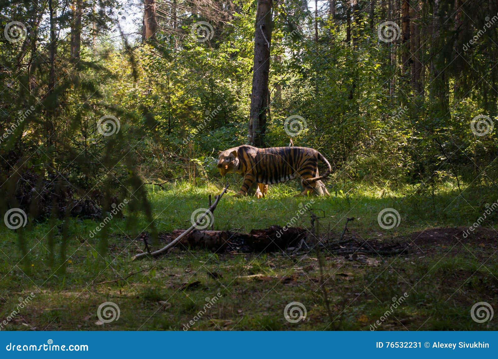 Target tiger for archery stock image. Image of background - 76532231