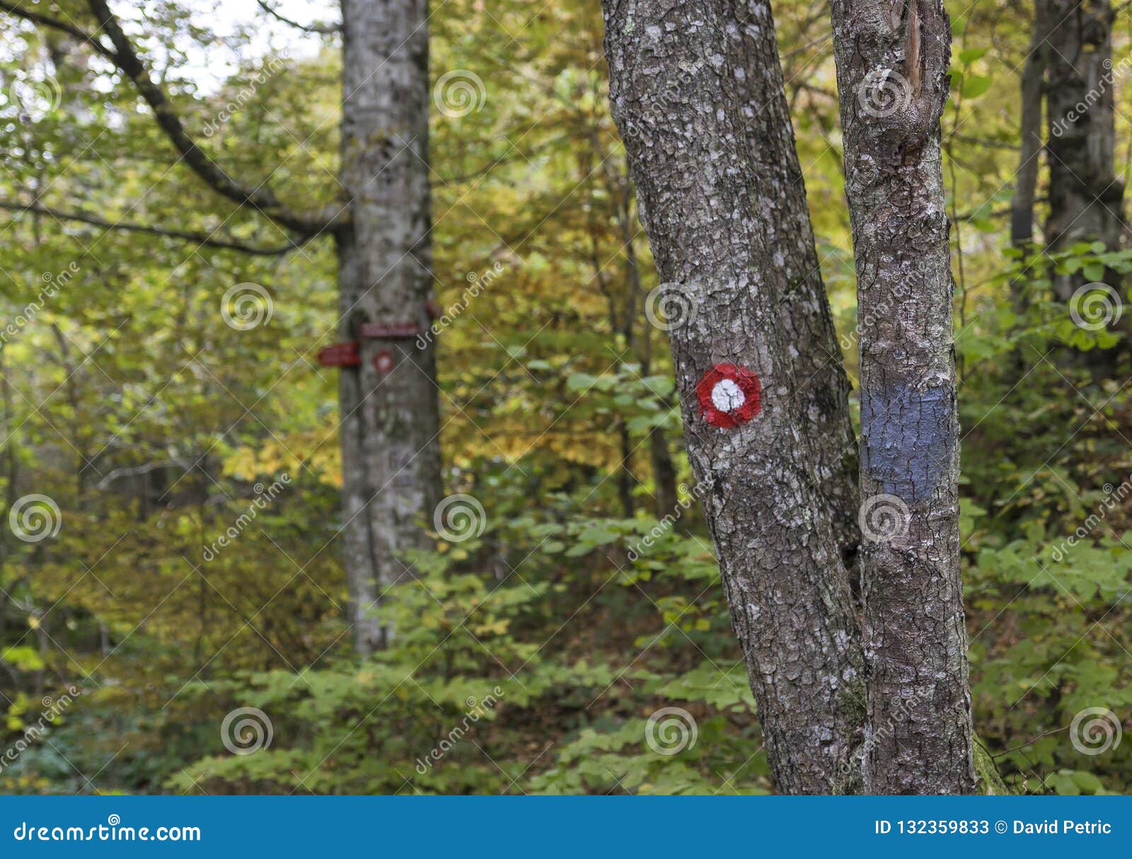 Target Tree Marks stock image. Image of trail, ecology - 132359833
