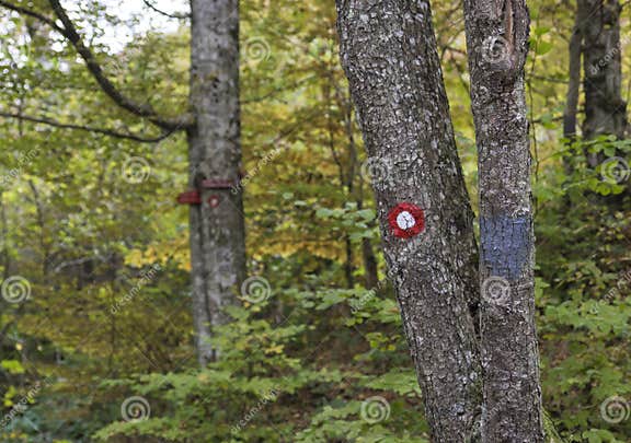 Target Tree Marks stock image. Image of trail, ecology - 132359833