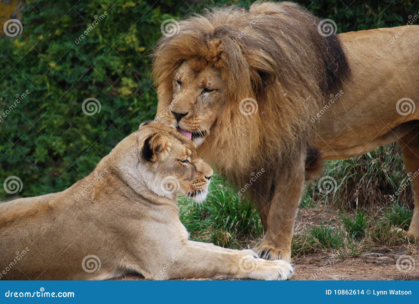 Target1278_0_ lwa lwica zdjęcie stock. Obraz złożonej z femaleness ...