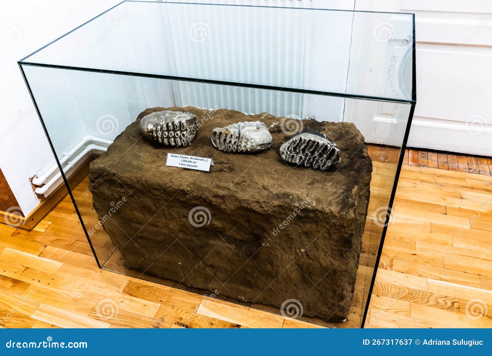 Museum of Human Evolution and Technology in the Paleolithic Editorial ...