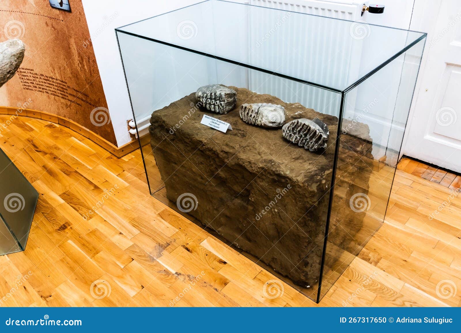 Museum of Human Evolution and Technology in the Paleolithic Editorial ...