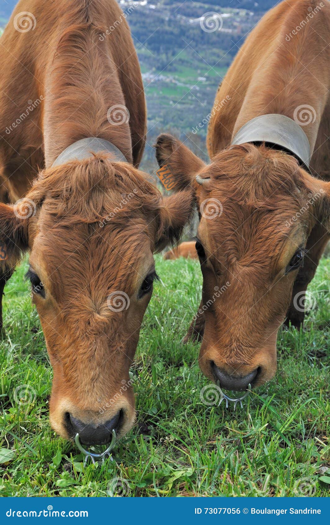Tarine cows grazing grass stock photo. Image of agriculture - 73077056