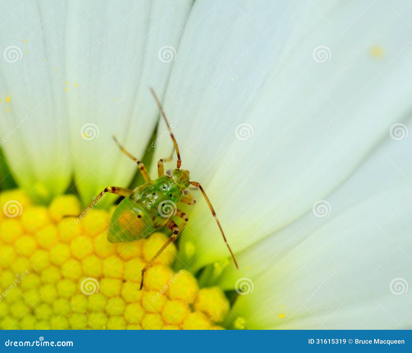 Tarnished Plant Bug Nymph stock image. Image of fauna - 31615319