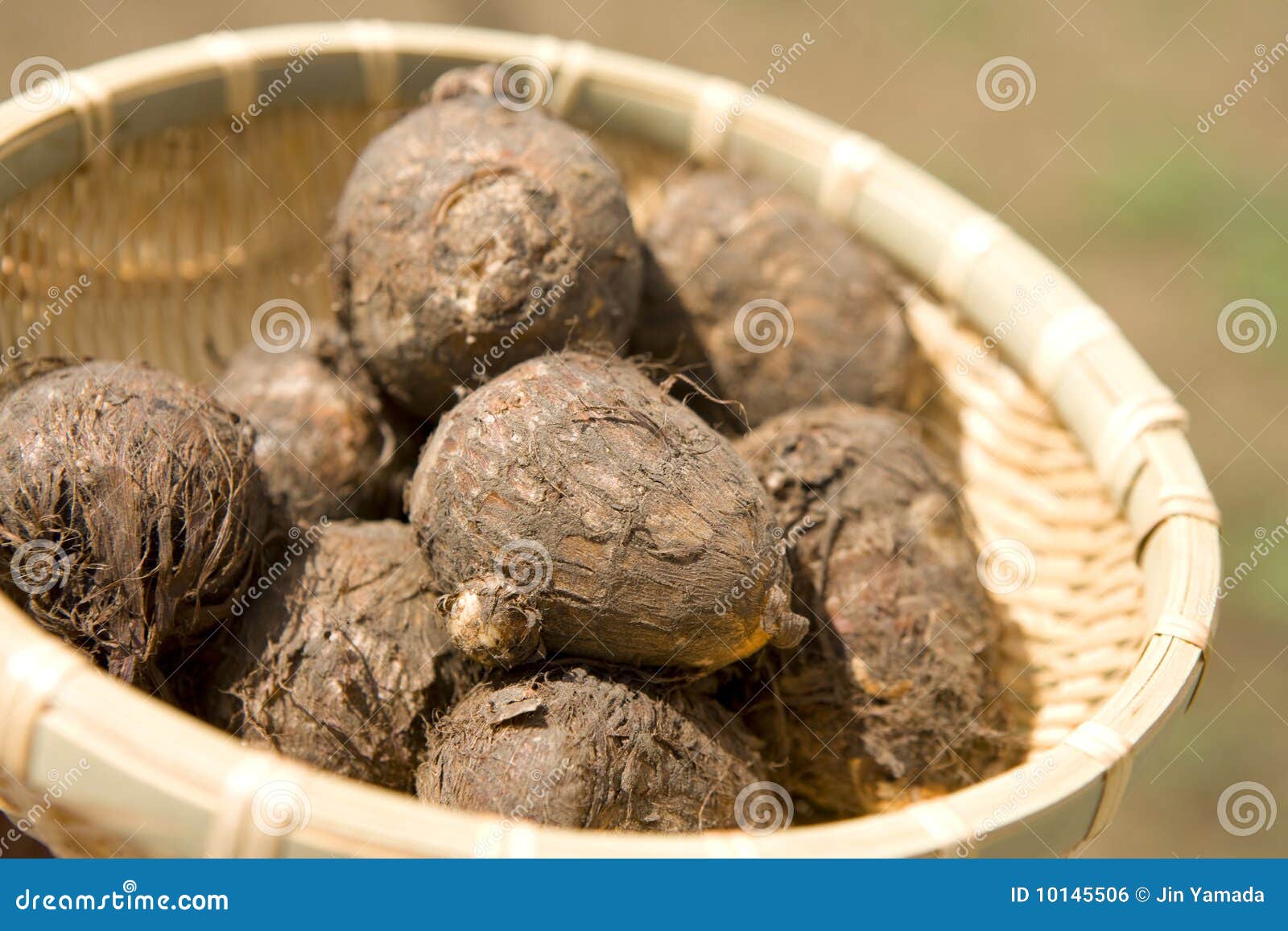 Taro stock photo. Image of ground, freshness, salads - 10145506