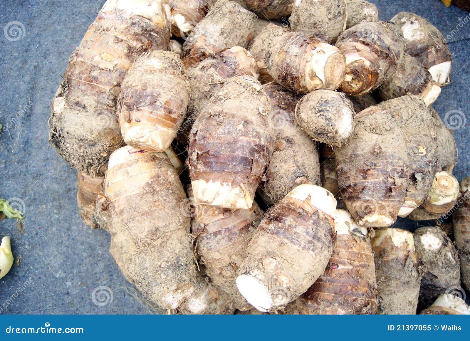 Taro image stock. Image du zones, moisson, automne, nutrition - 21397055