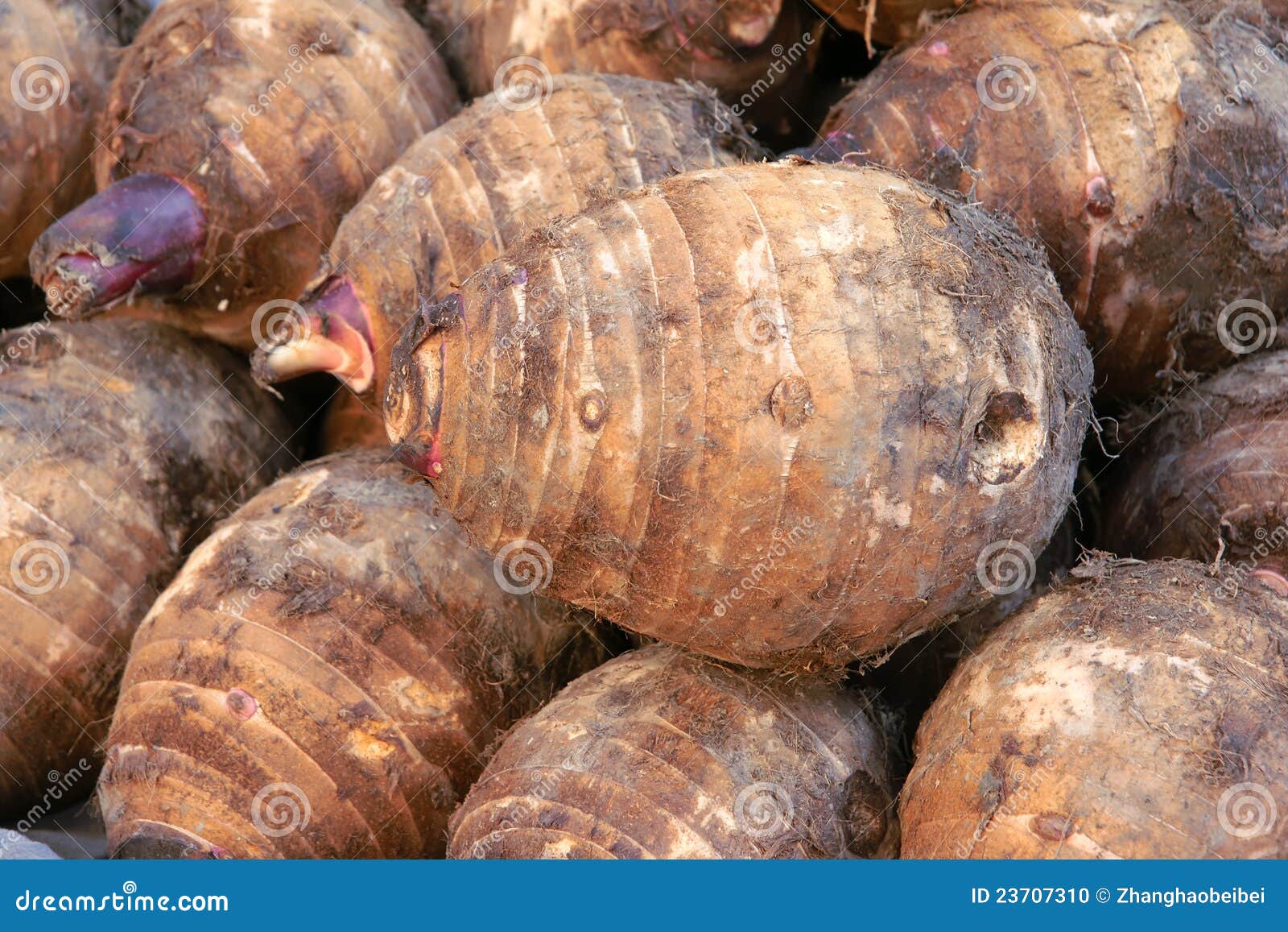 Taro stock photo. Image of macro, taro, close, colocasia - 23707310