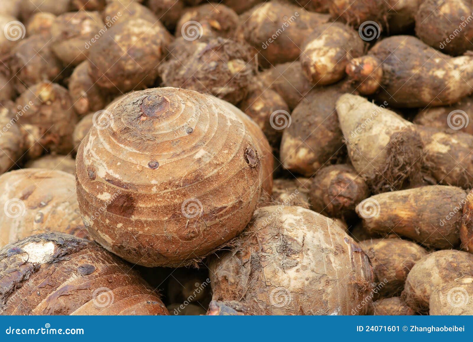 Taro image stock. Image of normal, légume, manger, brun - 24071601