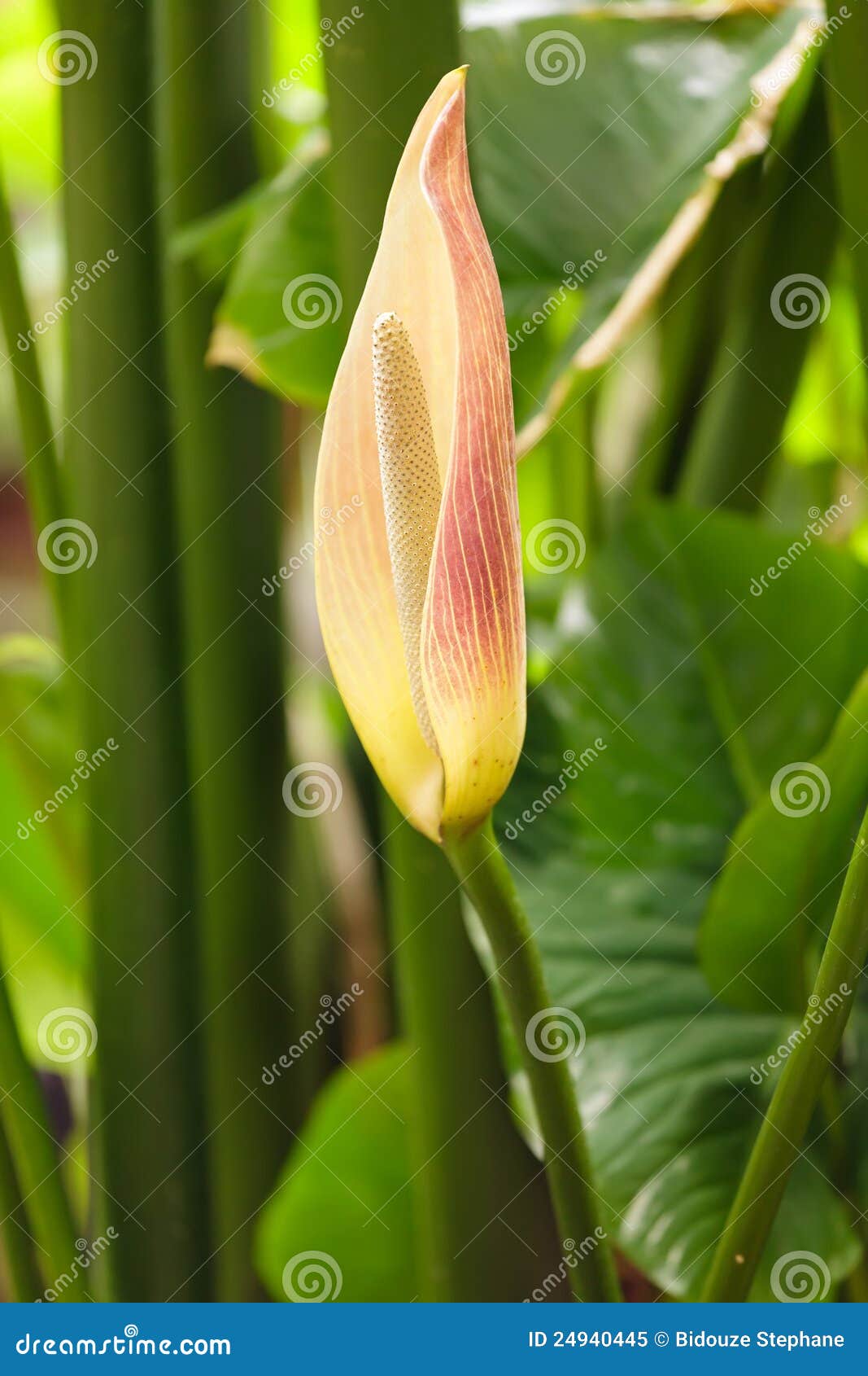 Taro arum flower stock image. Image of vertical, leaf - 24940445