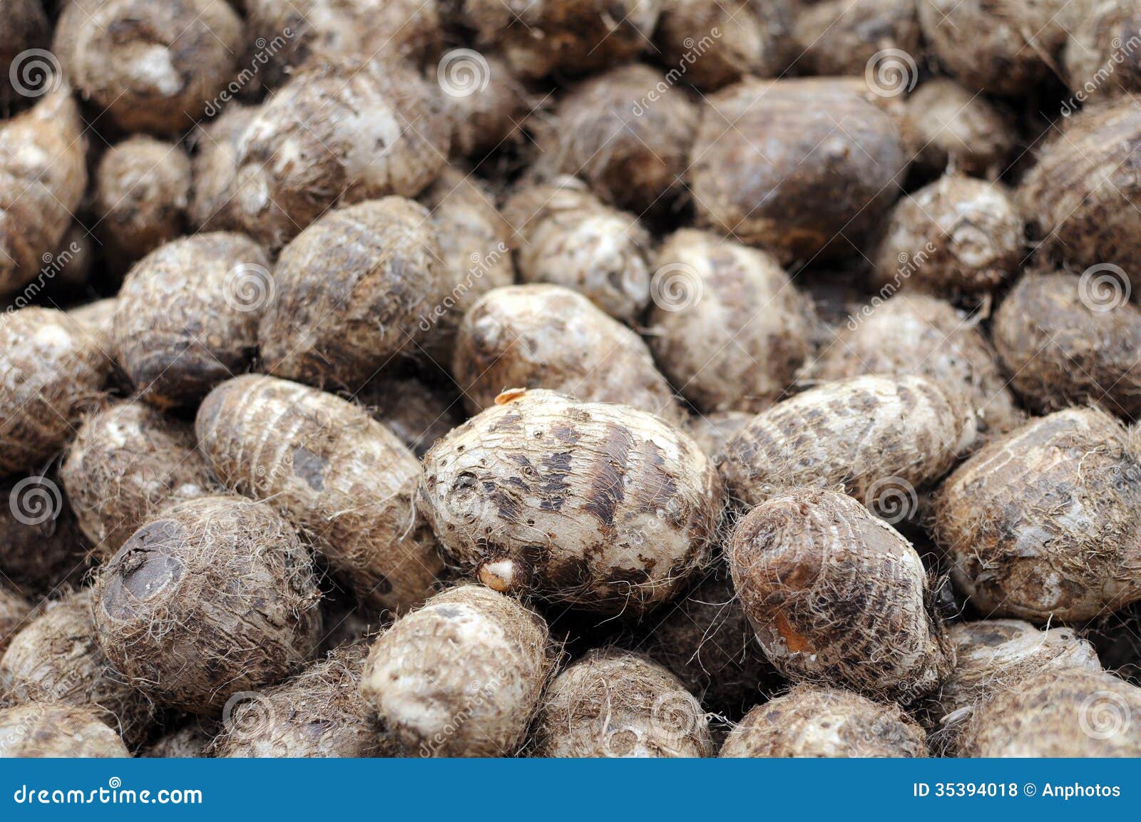 Taro stock photo. Image of bulb, outdoor, organic, carbohydrate - 35394018