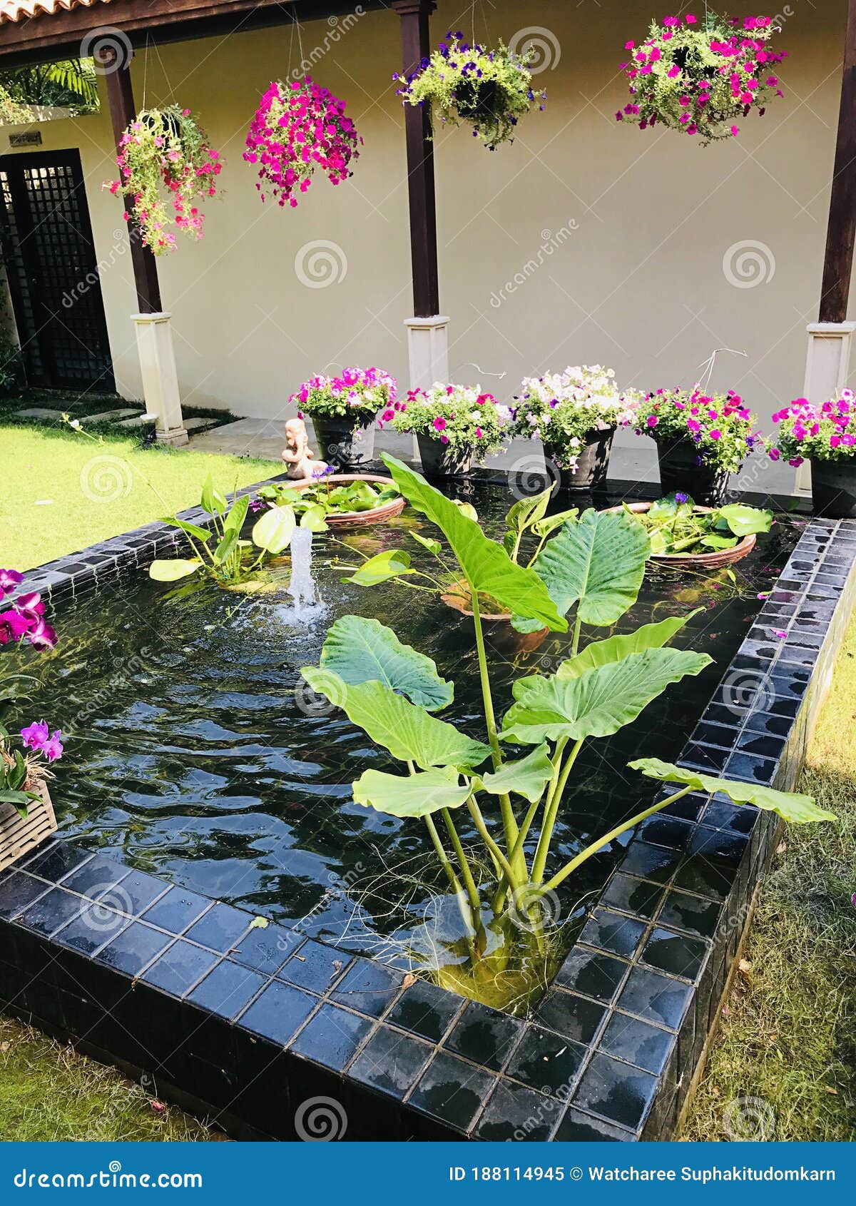 Taro or Colocasia or Elephant-ear. Stock Image - Image of colocasia ...