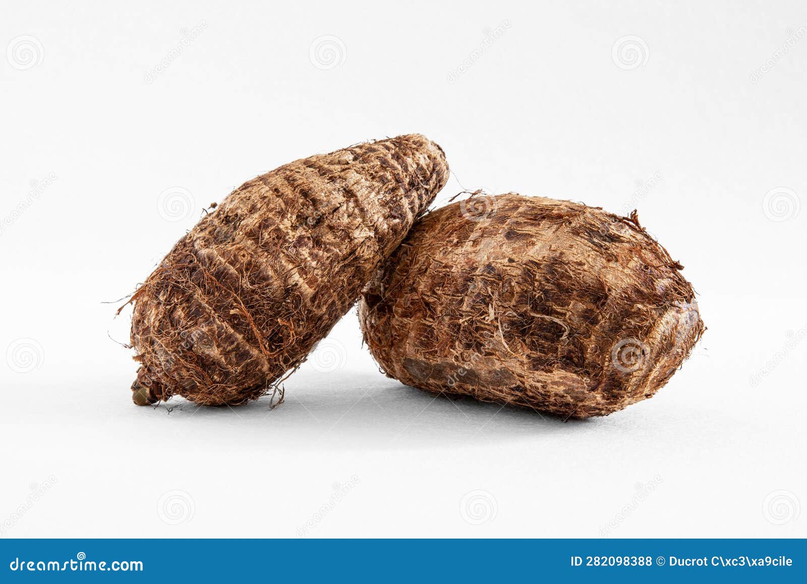 Taro or eddo root stock photo. Image of close, exotic - 282098388